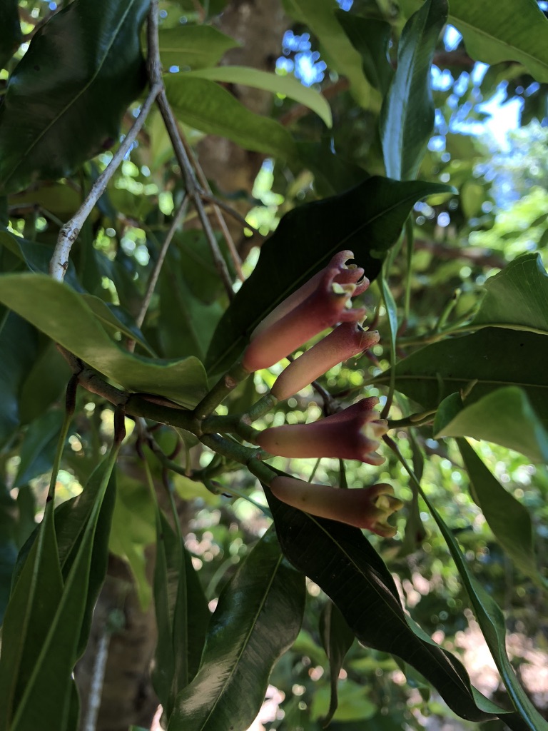 Indonesia Spotlight: The Potential of Clove ~ Raw Materials