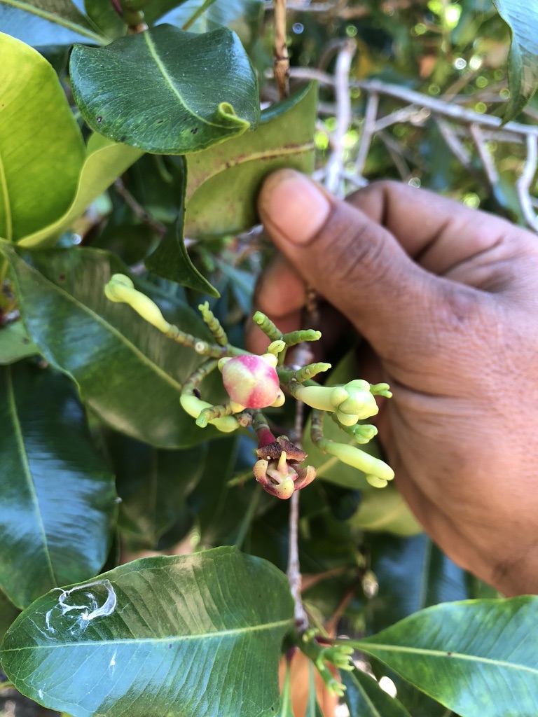 Indonesia Spotlight: The Potential of Clove ~ Raw Materials