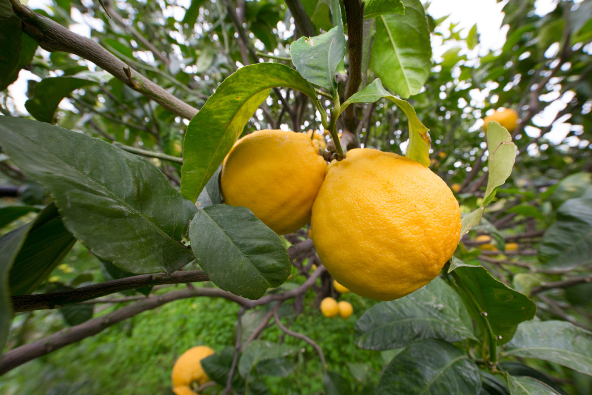 Perris Monte Carlo: Cedro di Diamante, Mandarino di Sicilia i ...