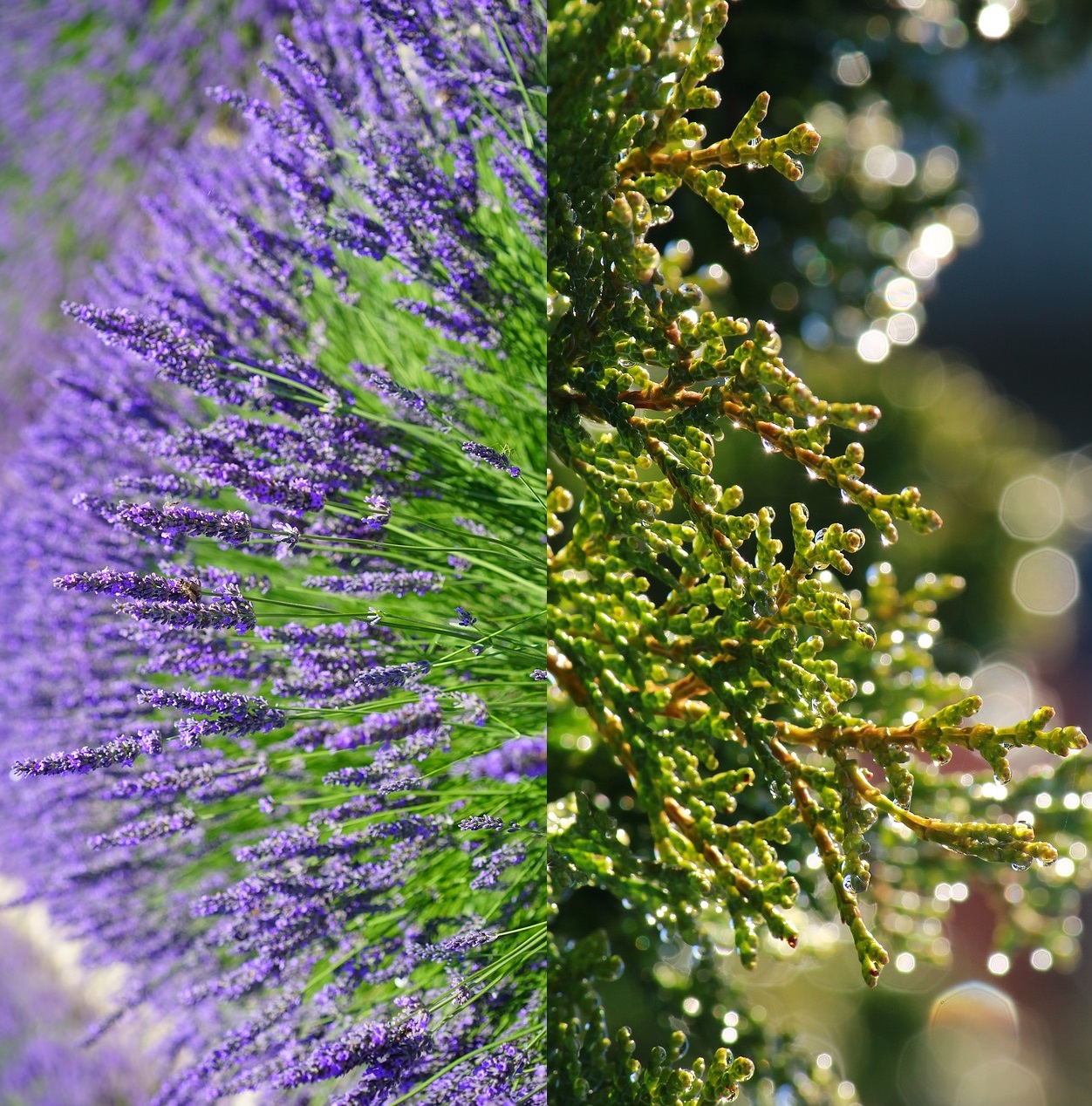 Esxence 2018: Nishane B-612 - A New Lavender Classic ~ Fragrance Reviews