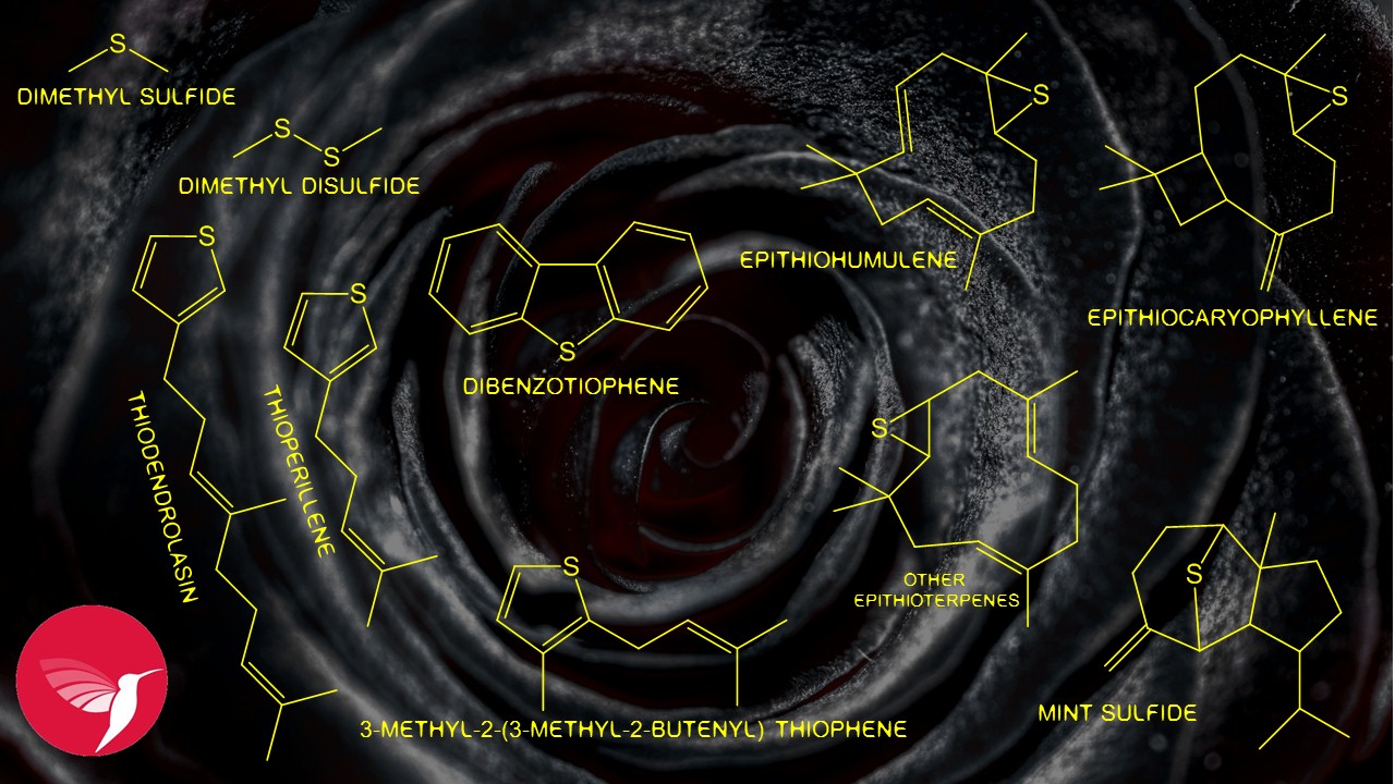 Her Majesty the Rose ~ Raw Materials