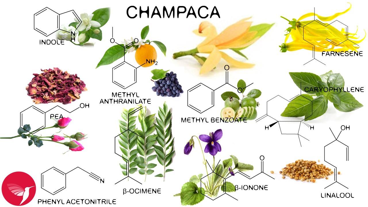 Tropical Flowers: Frangipani, Tiare, Champaca & Osmanthus ~ Raw Materials