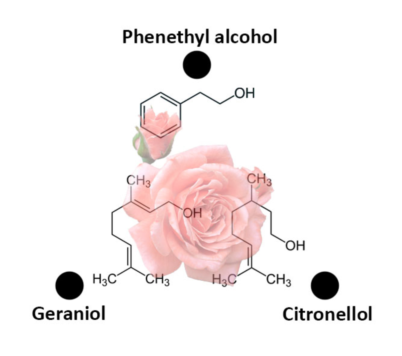 Dotting the Rose to Illustrate the Perception of Smell ~ Raw Materials