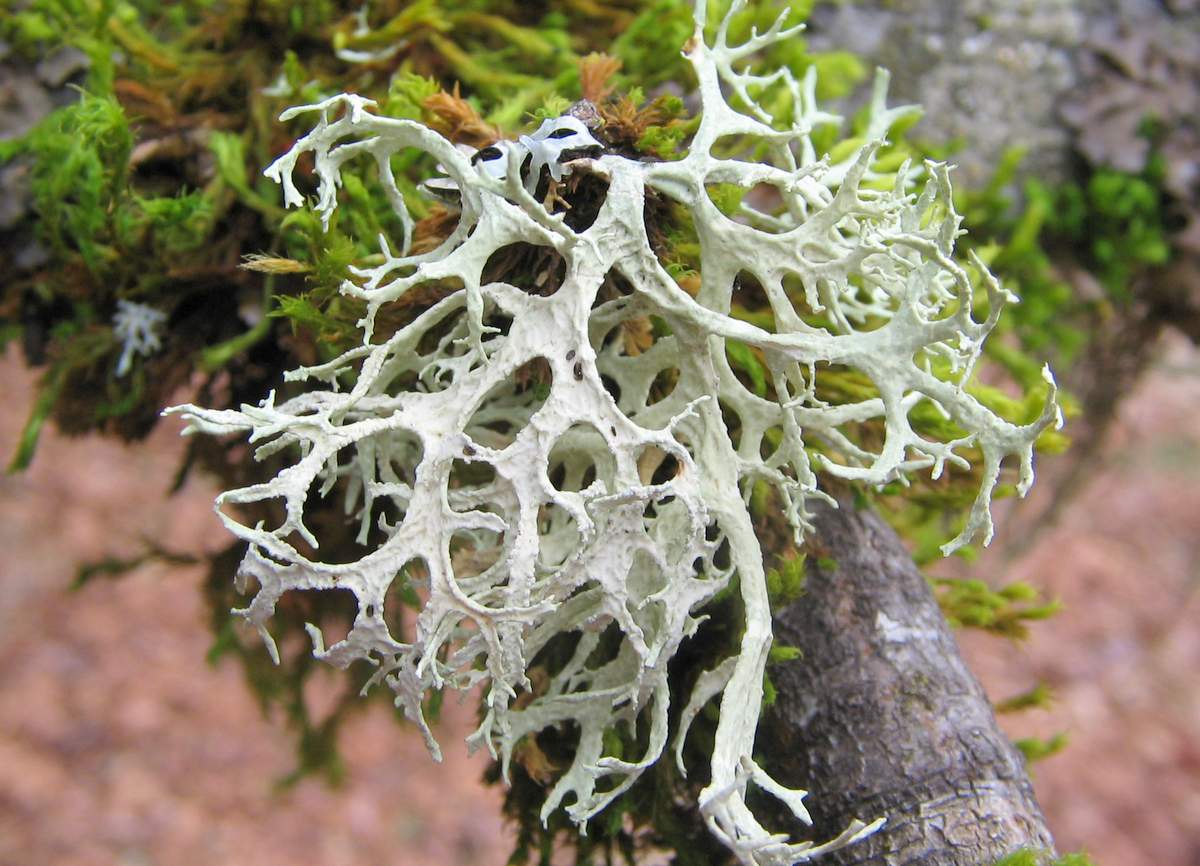 Oakmoss and Tree Moss in Fragrance ~ Raw Materials