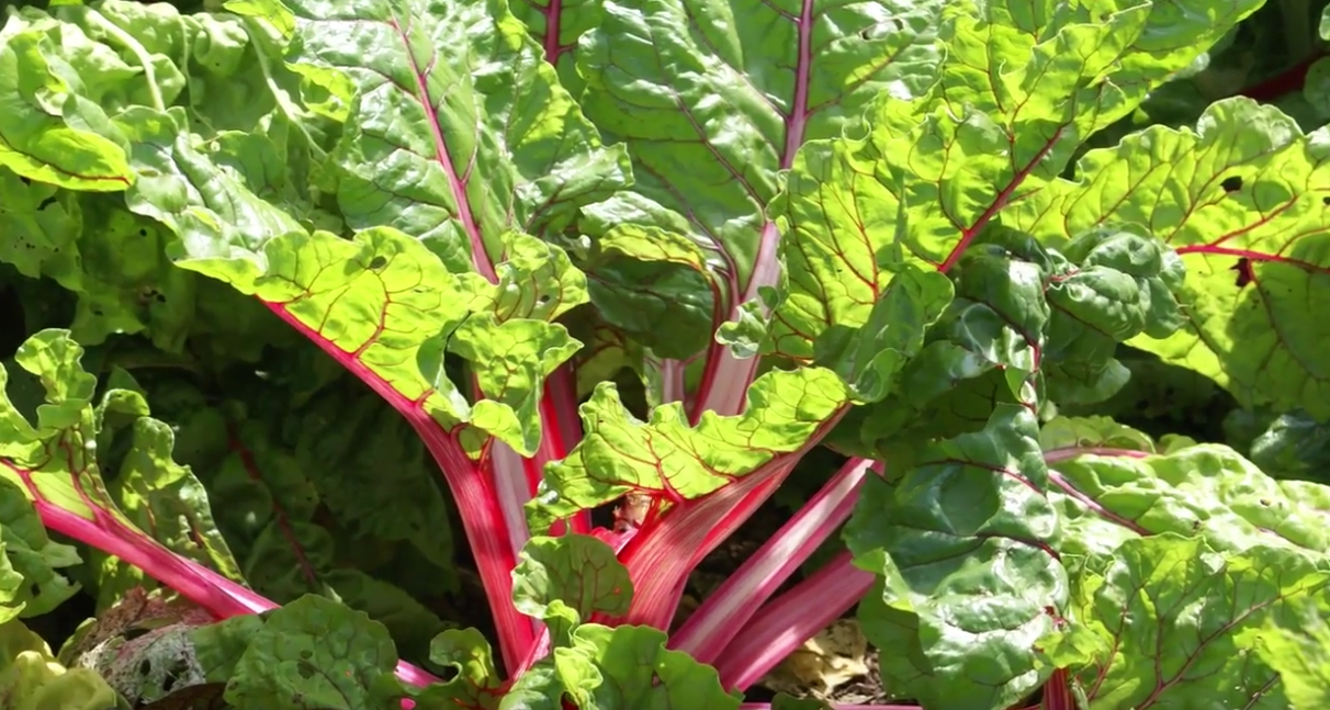 L'Erbolario Rhubarb - Rabarbaro ~ Perfumowe nowości