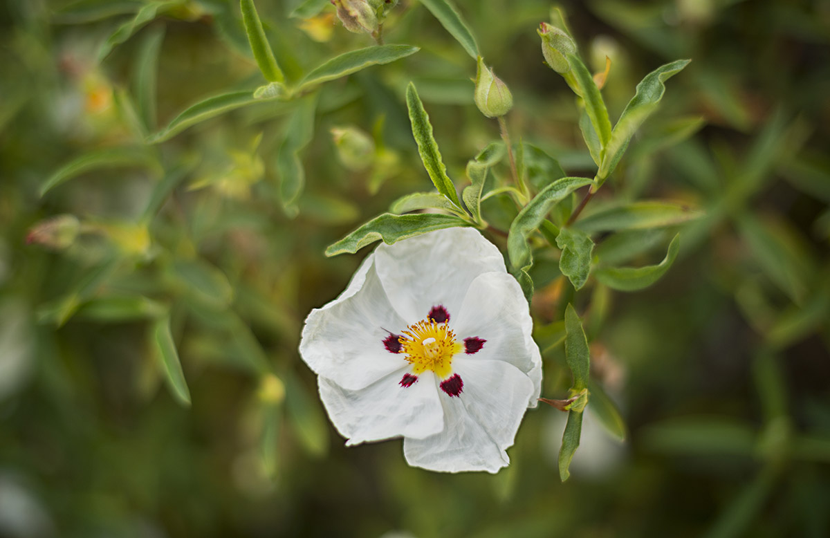 Aftelier Alchemy: Los Elementos Reimaginados ~ Reseñas Editoriales de ...