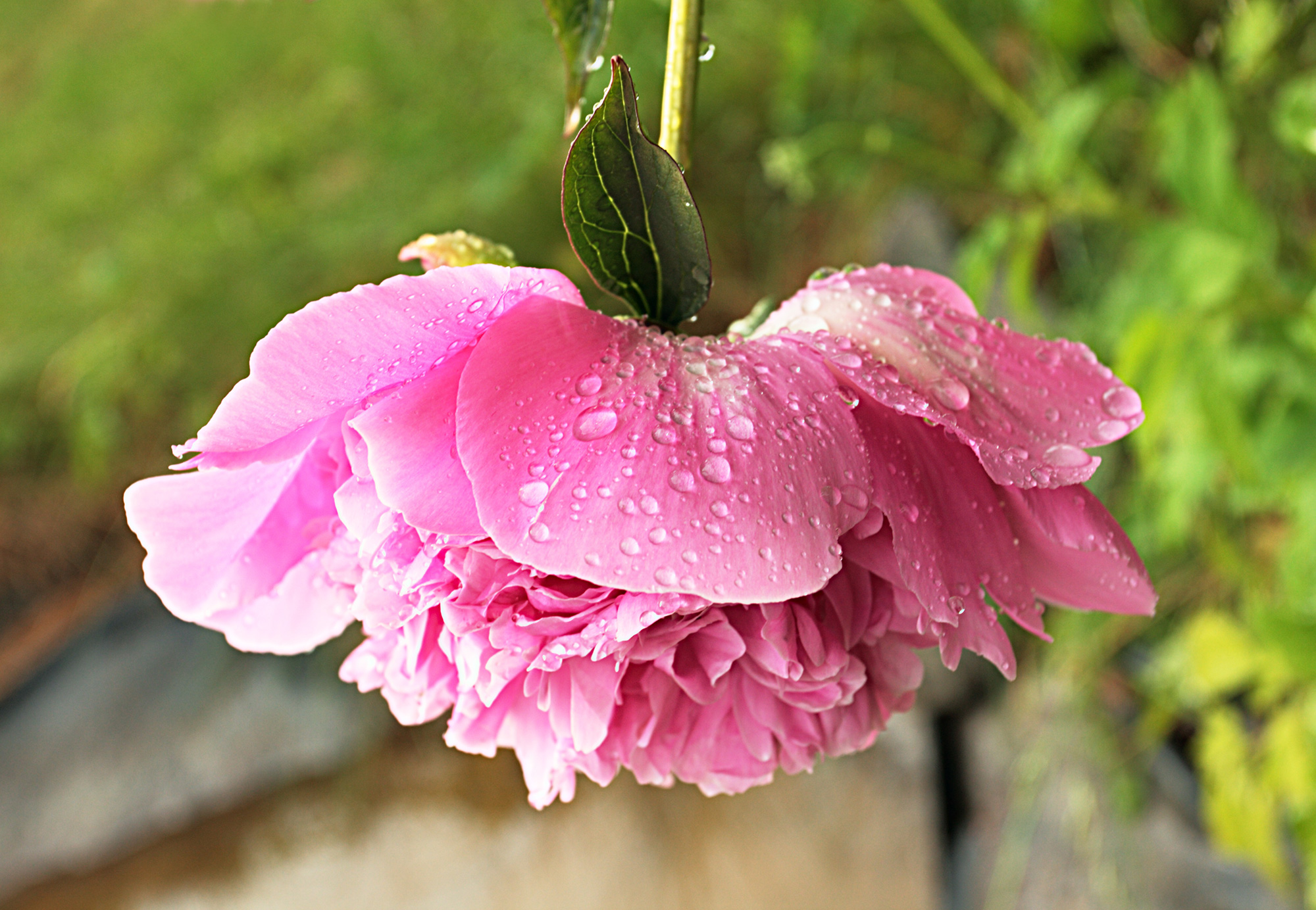 Scotland in Fragrances: Travel Notes ~ Columns