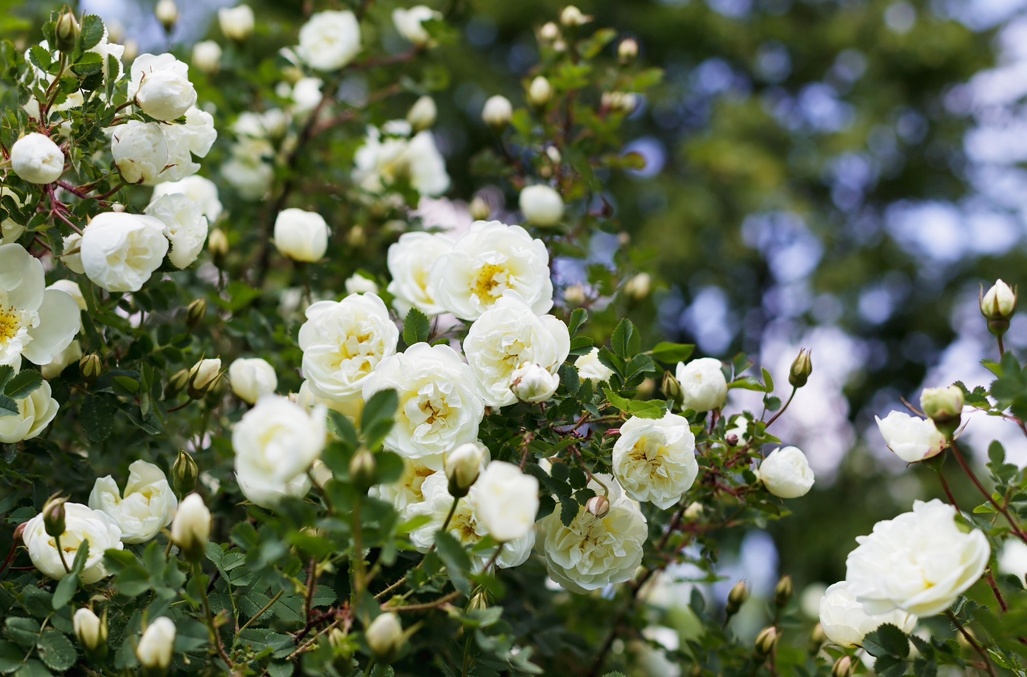 Scotland in Fragrances: Travel Notes ~ Columns