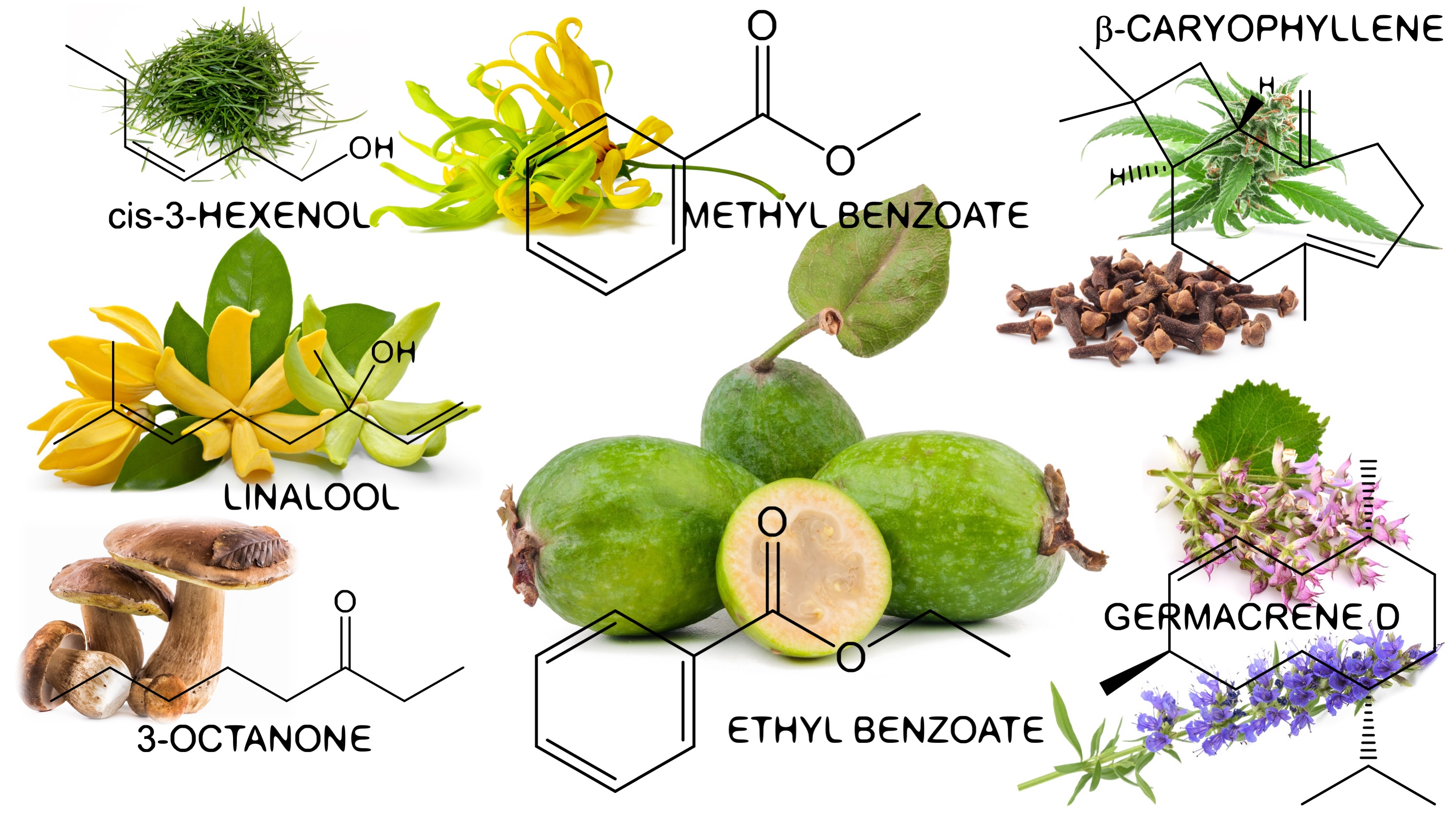 Feijoa: Pineapple, Strawberry, and Fig Guava ~ Raw Materials