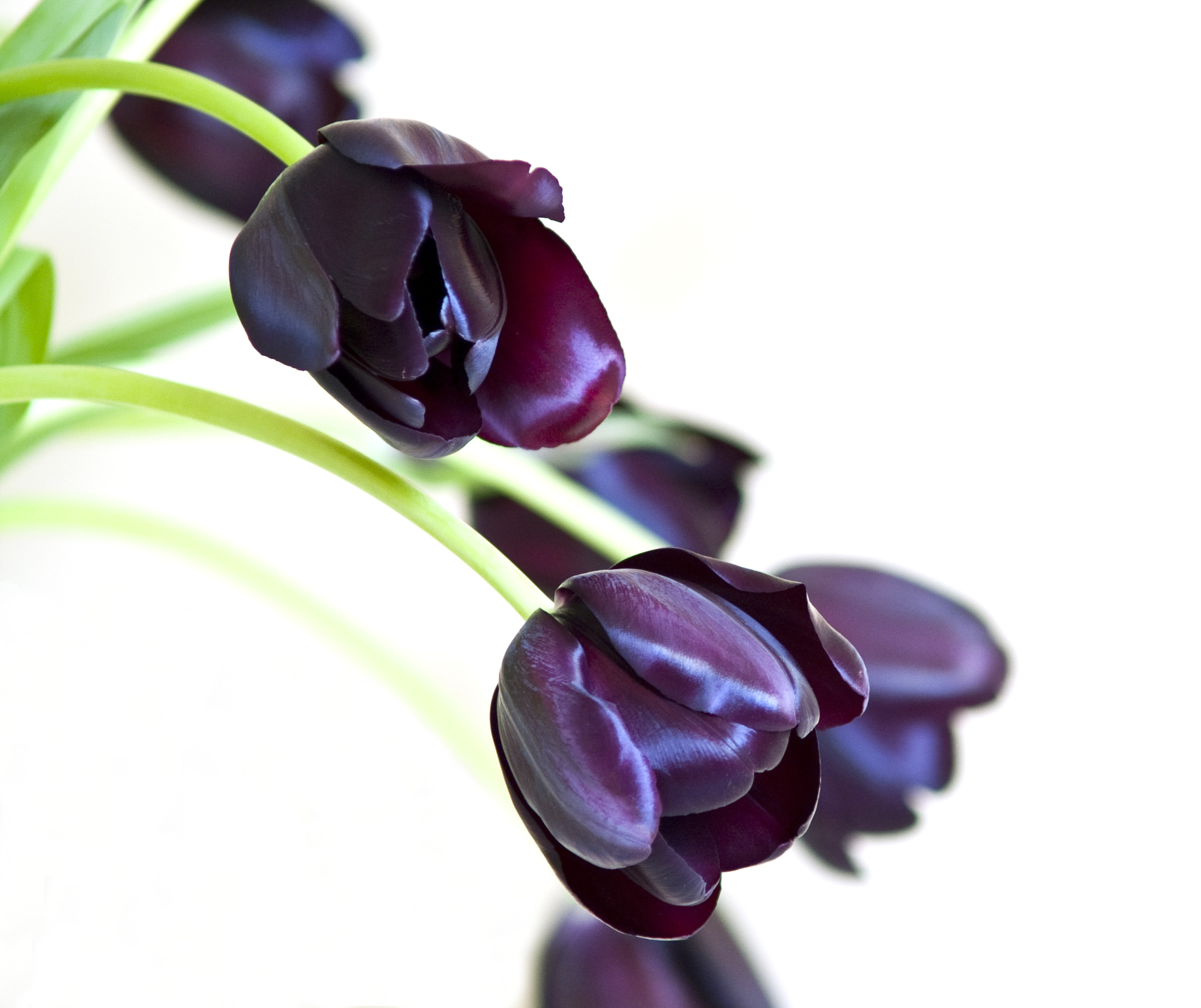 Atkinsons' Black Unicorn – Tulipe Noire ~ Fragrance Reviews