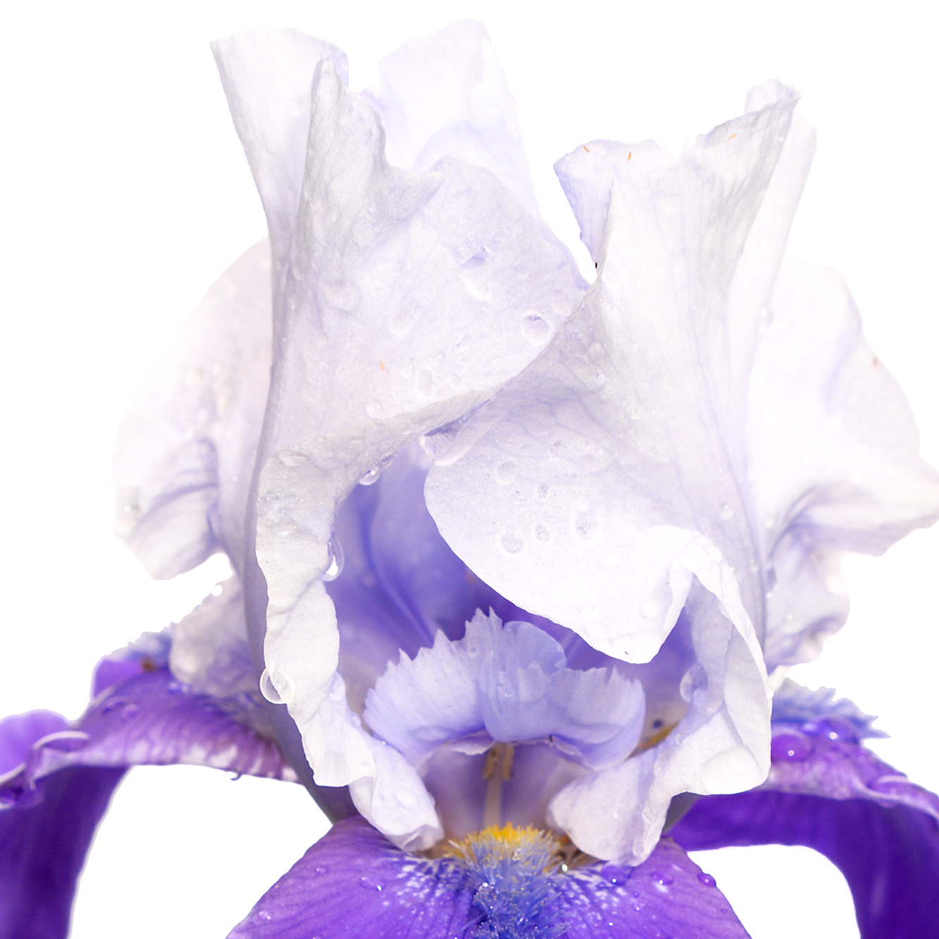 Xerjoff APOLLONIA 1969 / 2019 ~ Niche Perfumery