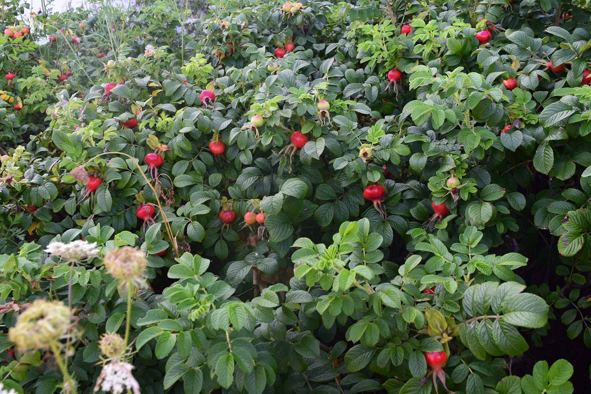 The Smell of the Sea ~ Columns