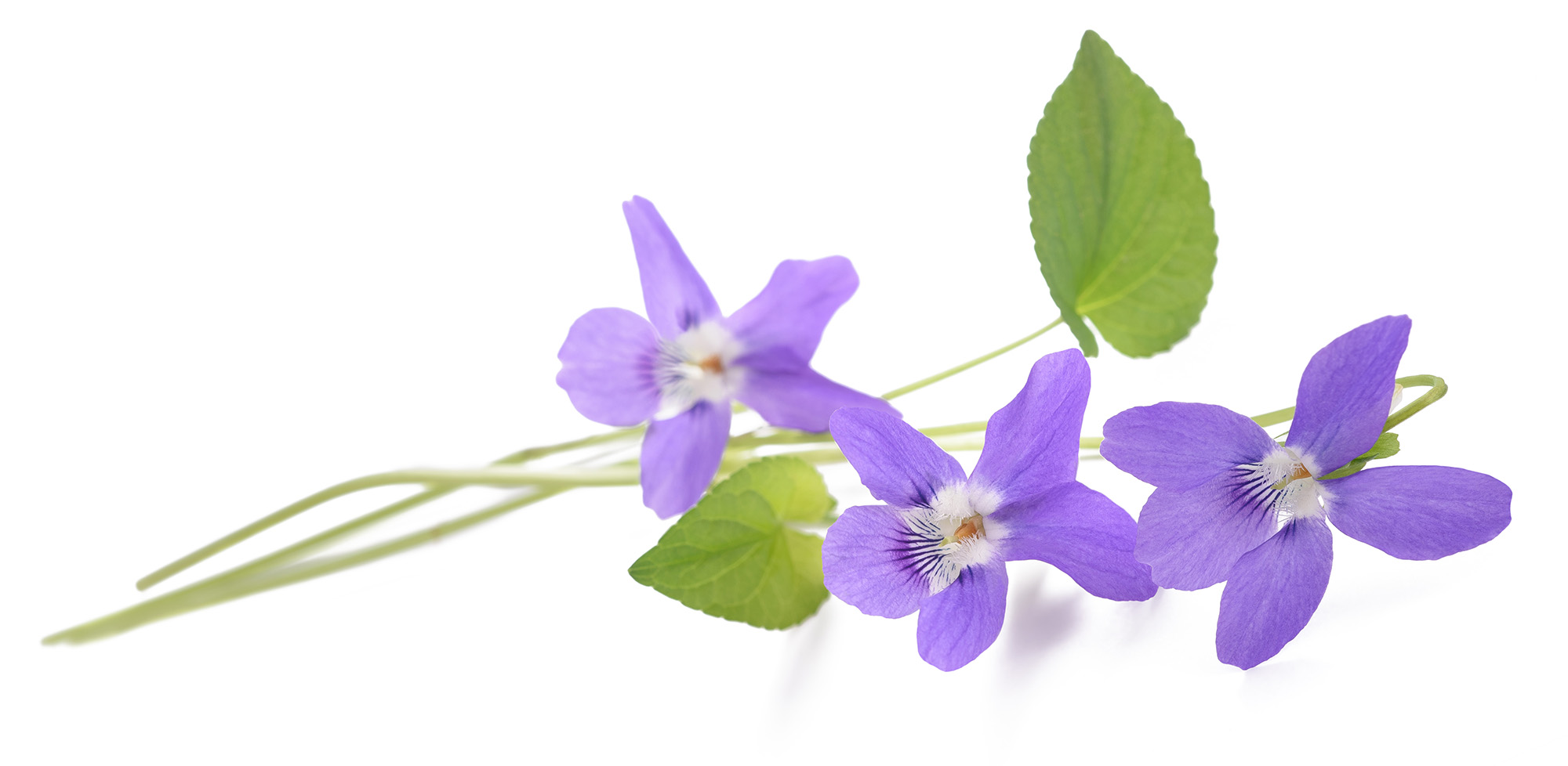 Odori Perduti: Piante Estinte e il Fascino del Profumo Sconosciuto ...