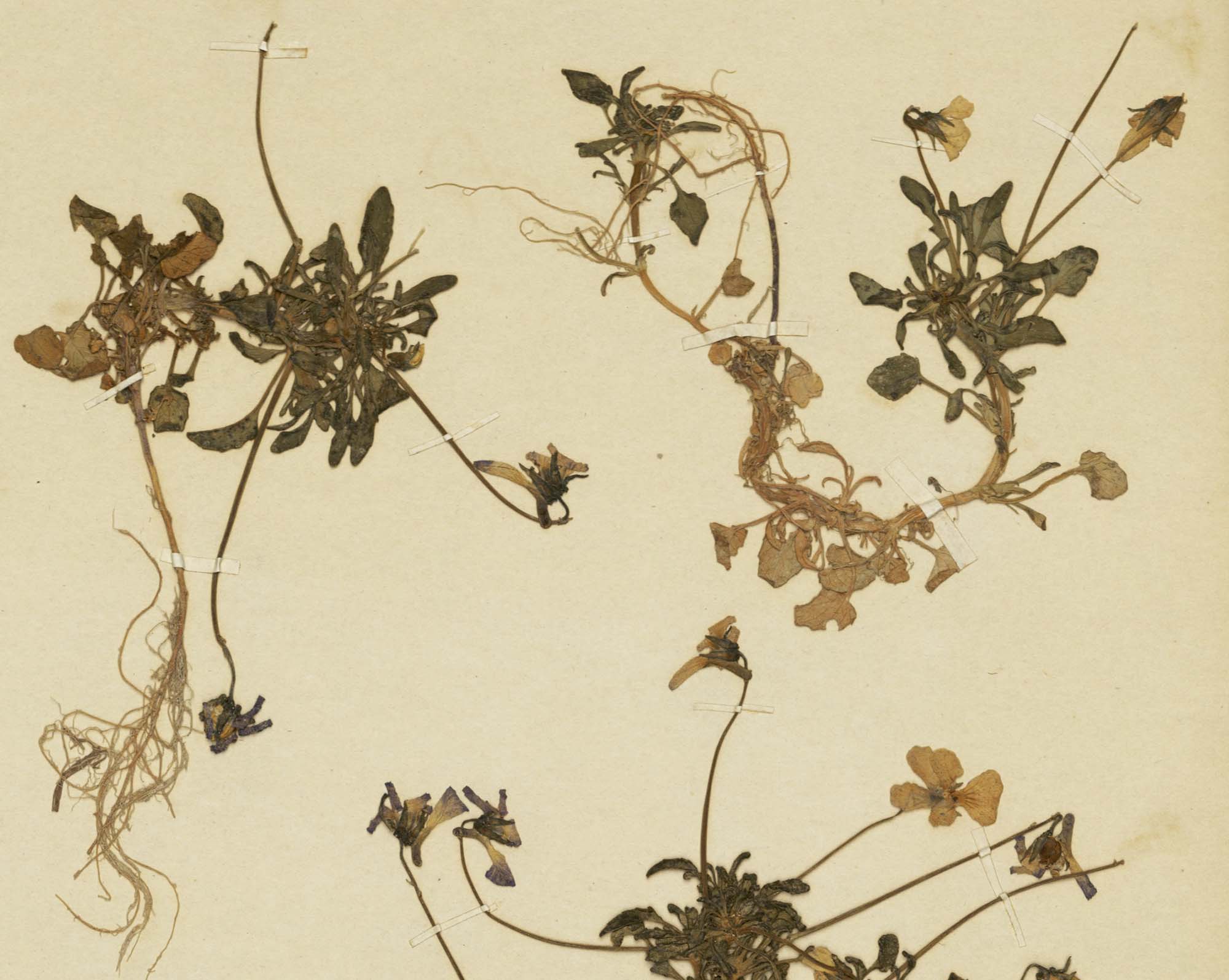 Olores perdidos: Las plantas extintas y el encanto del perfume ...