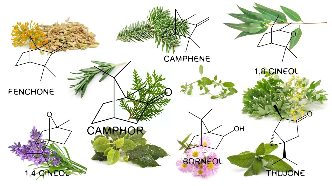 Camphor Notes in Perfumery ~ Raw Materials