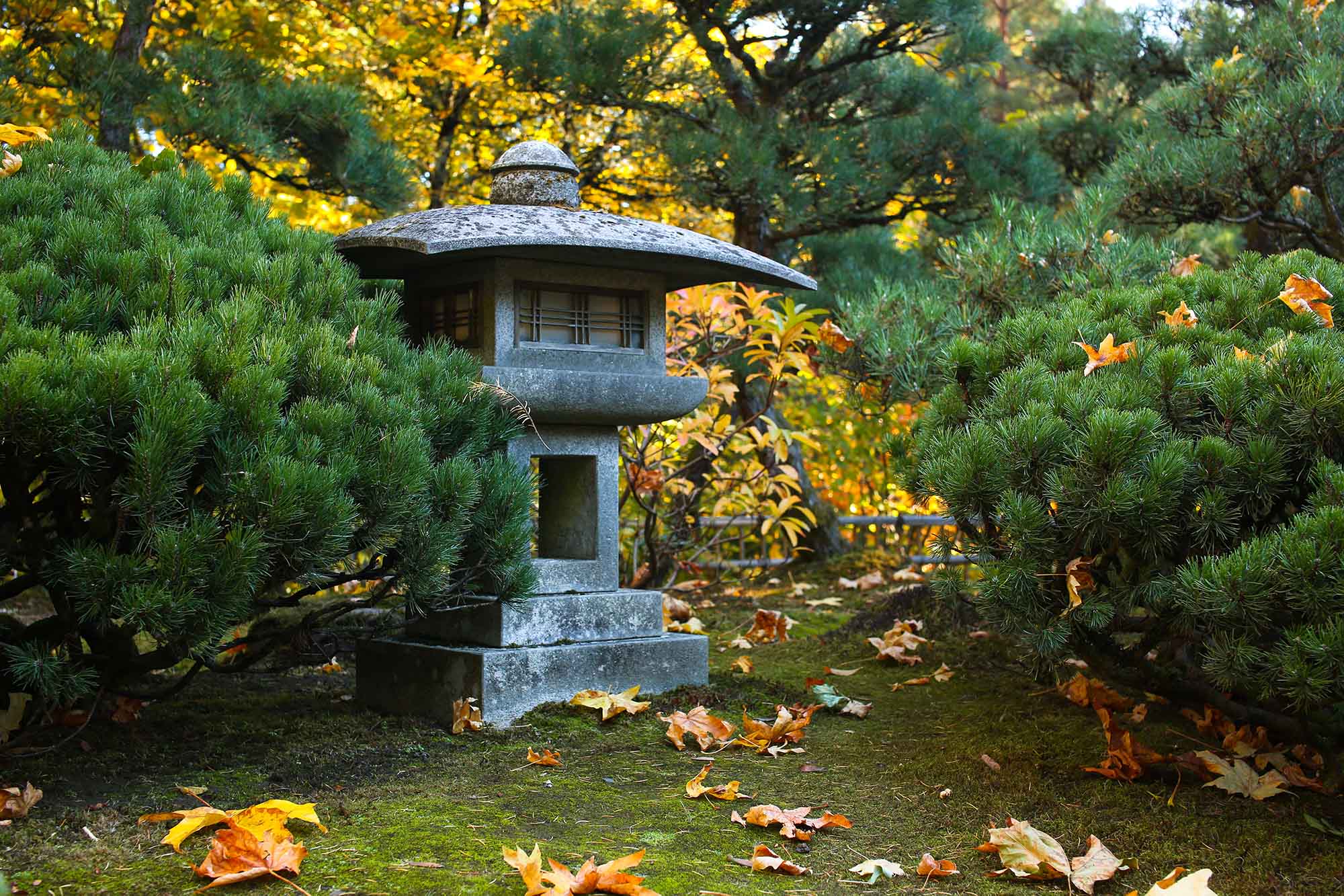 Aftelier Perfumes Forest Bathing: The Space Between Two Trees ...
