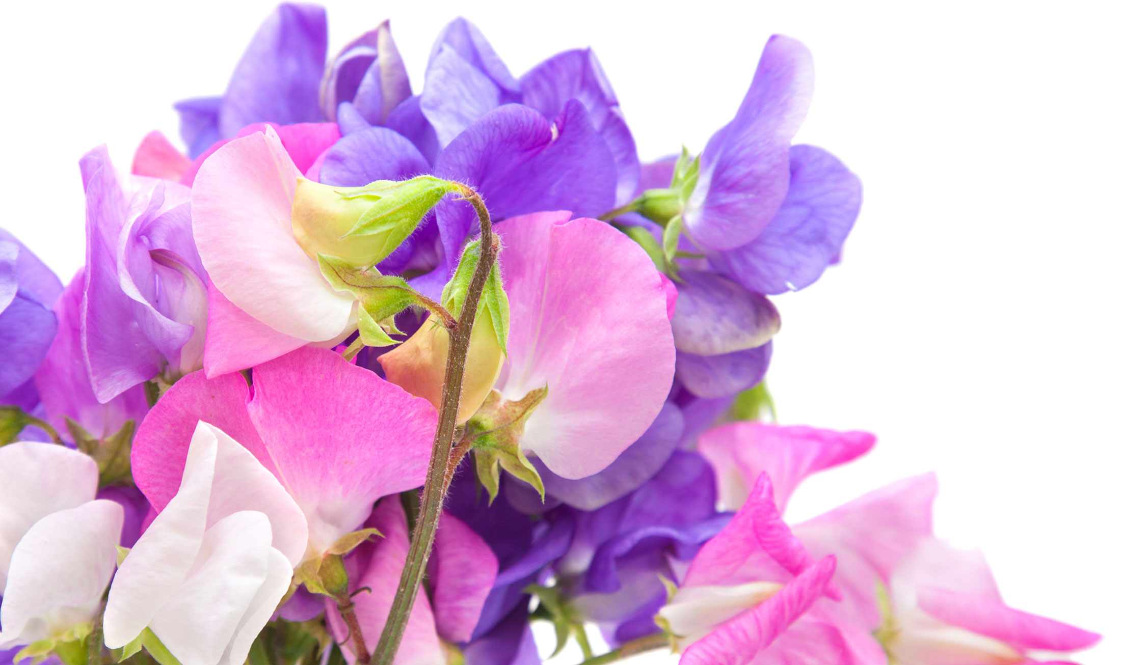 Champ de Fleurs L'Artisan Parfumeur – Sweet Pea Fragrance ~ Fragrance ...