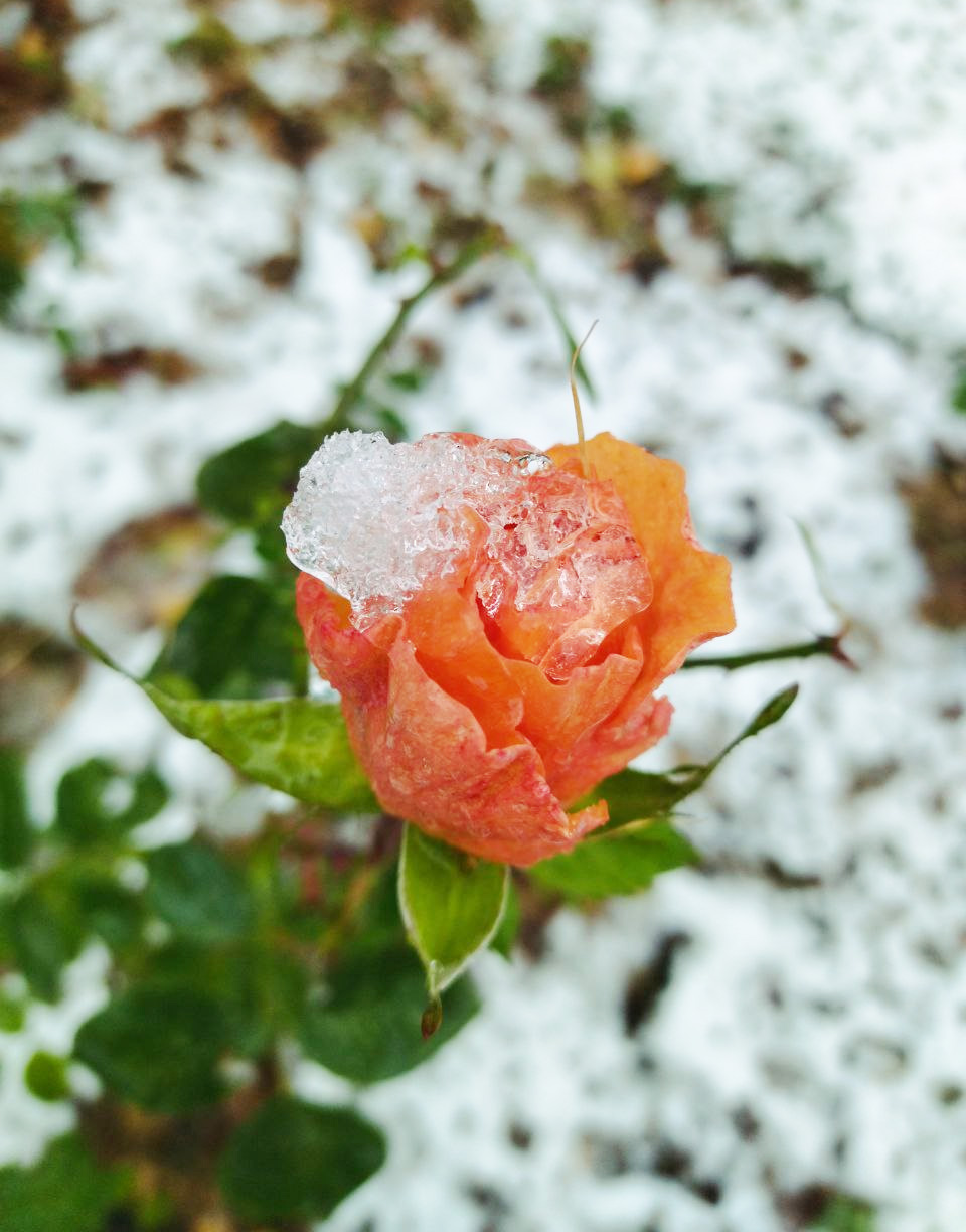 SANE WITCH'S LITTLE ROSE GARDEN: LUCE DI ROSA ACQUA DI PARMA ...