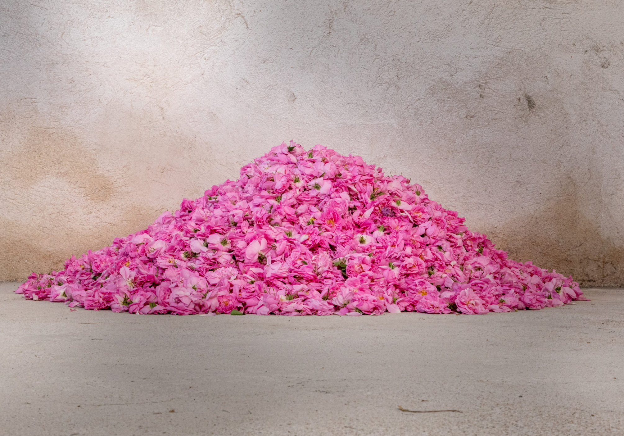 A Game of Perfume: The Raw Materials of Aurélien Guichard ~ Interviews