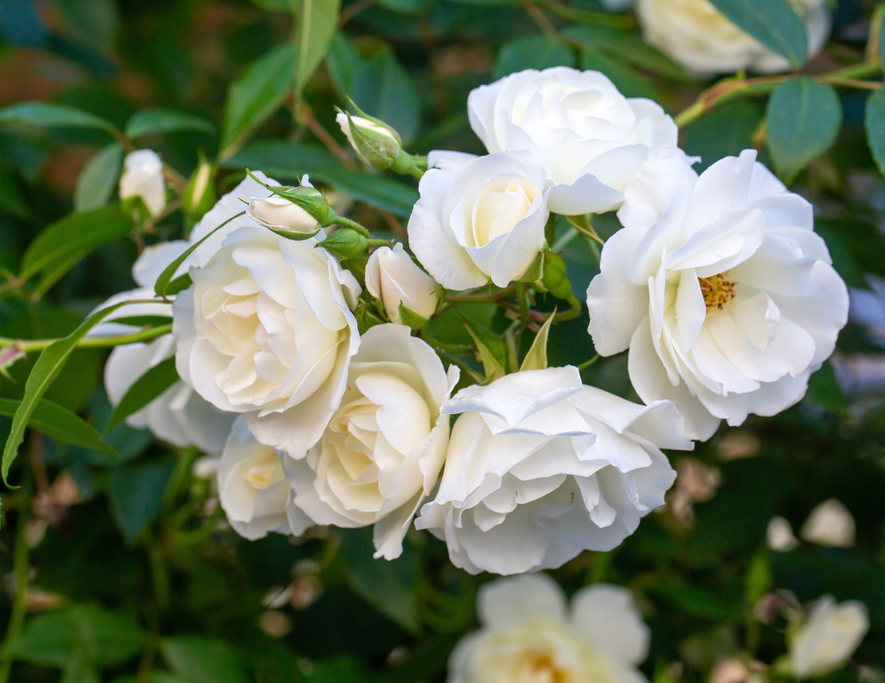 The Most Famous White Rose – The 