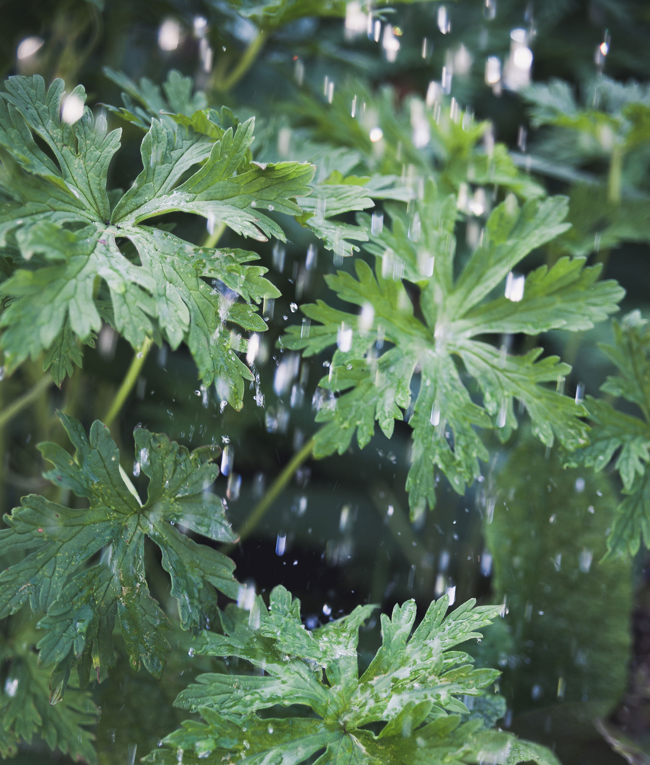 Vert Fougere by Floris London: A New Fragrance ~ Fragrance Reviews