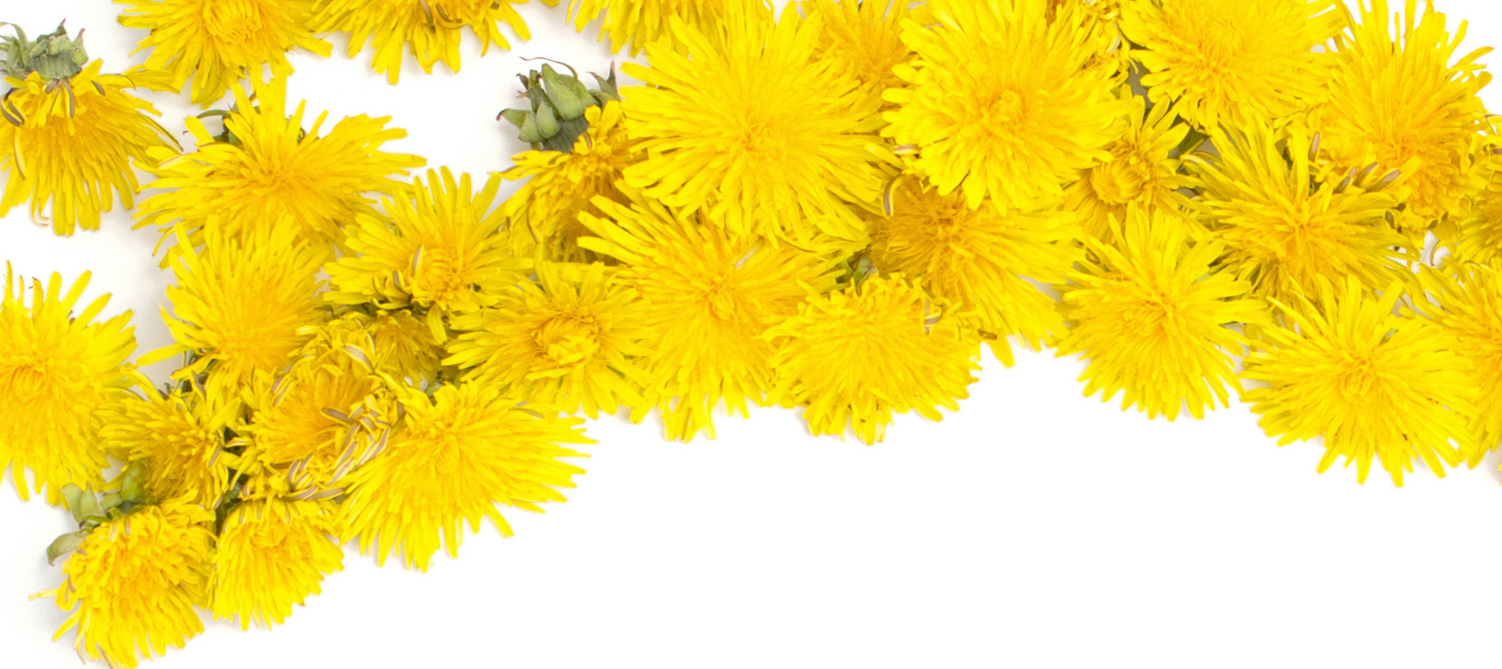 A Dandelion Wreath ~ Columns