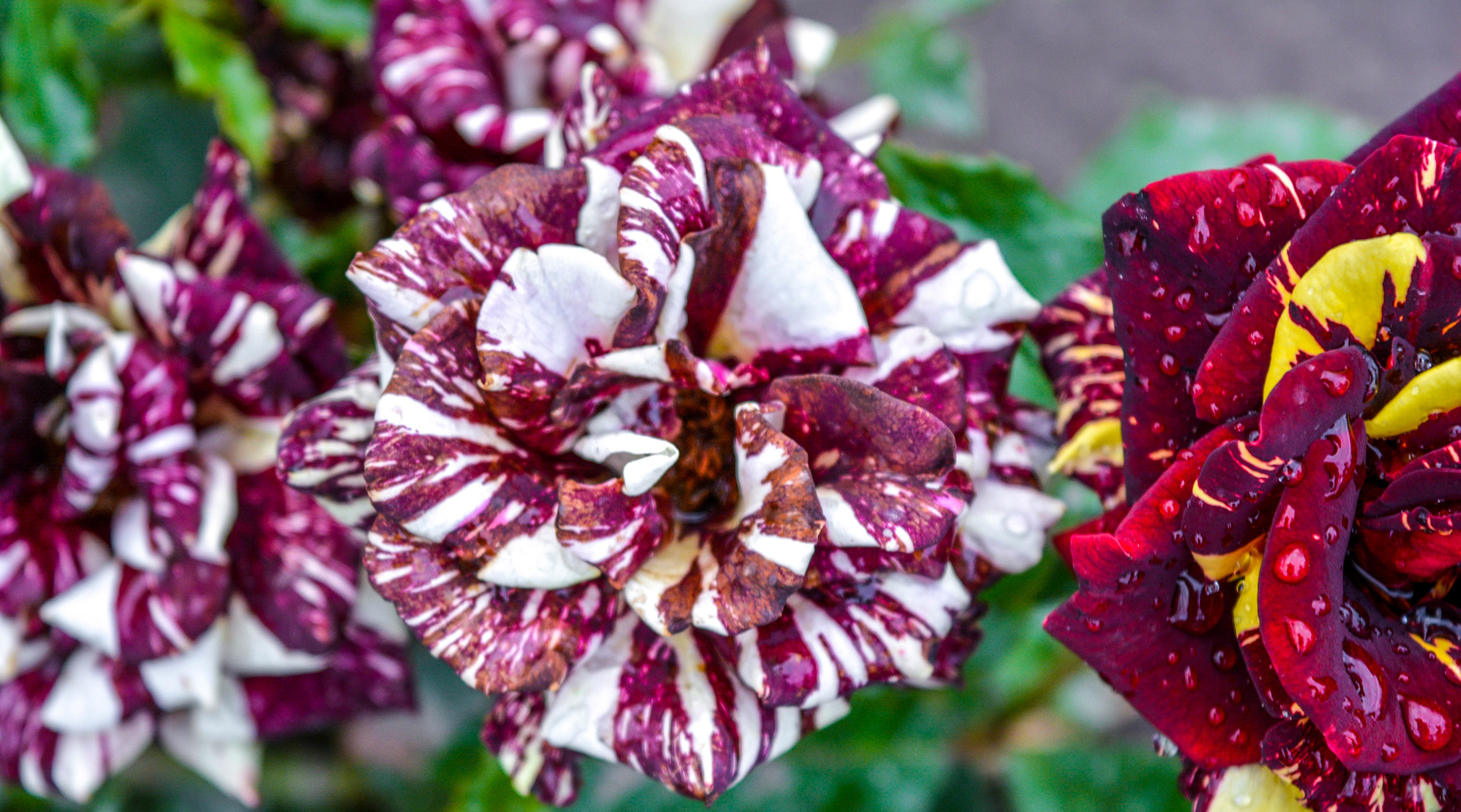 Alien Roses ~ Fragrance Reviews