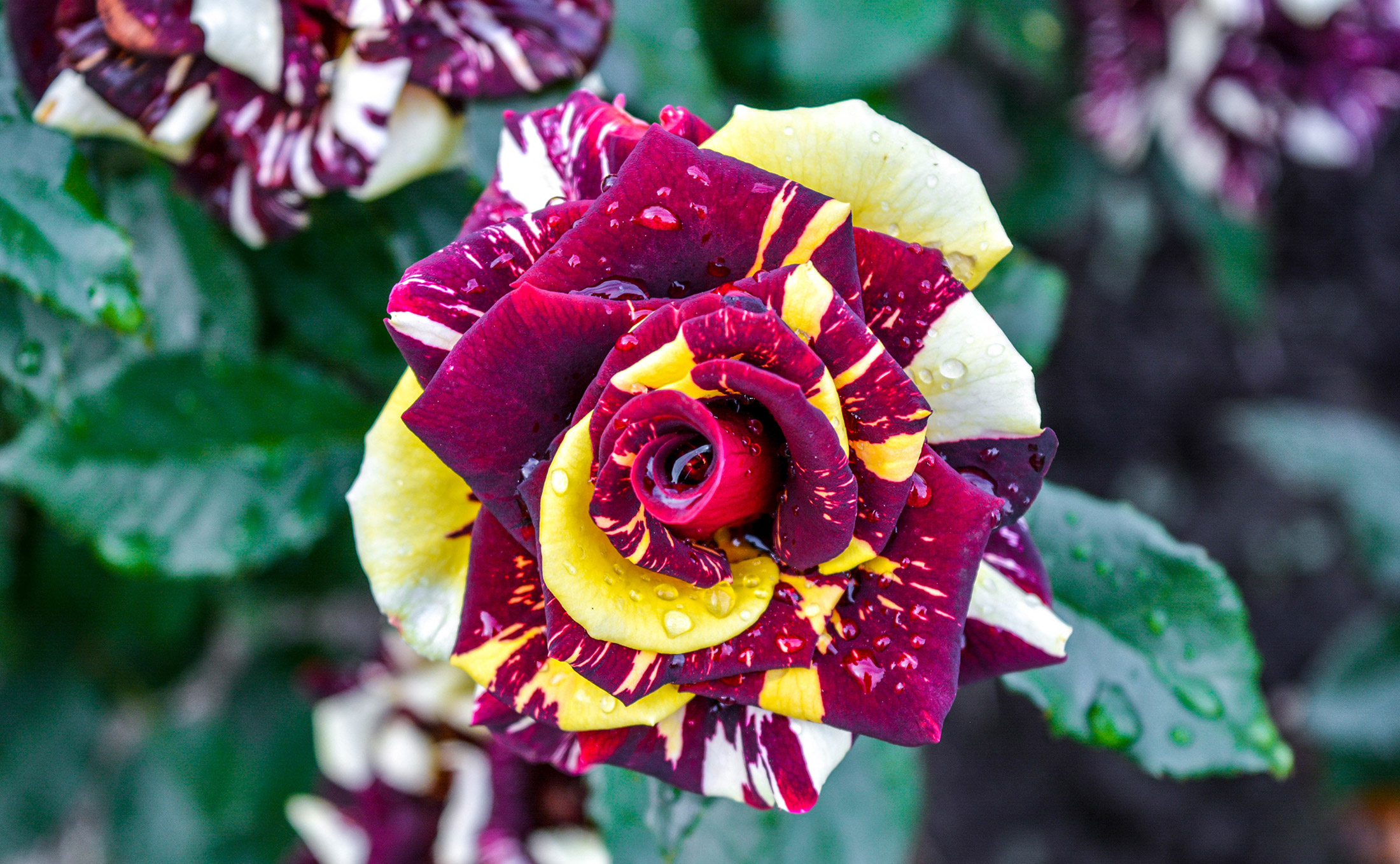 Alien Roses ~ Fragrance Reviews