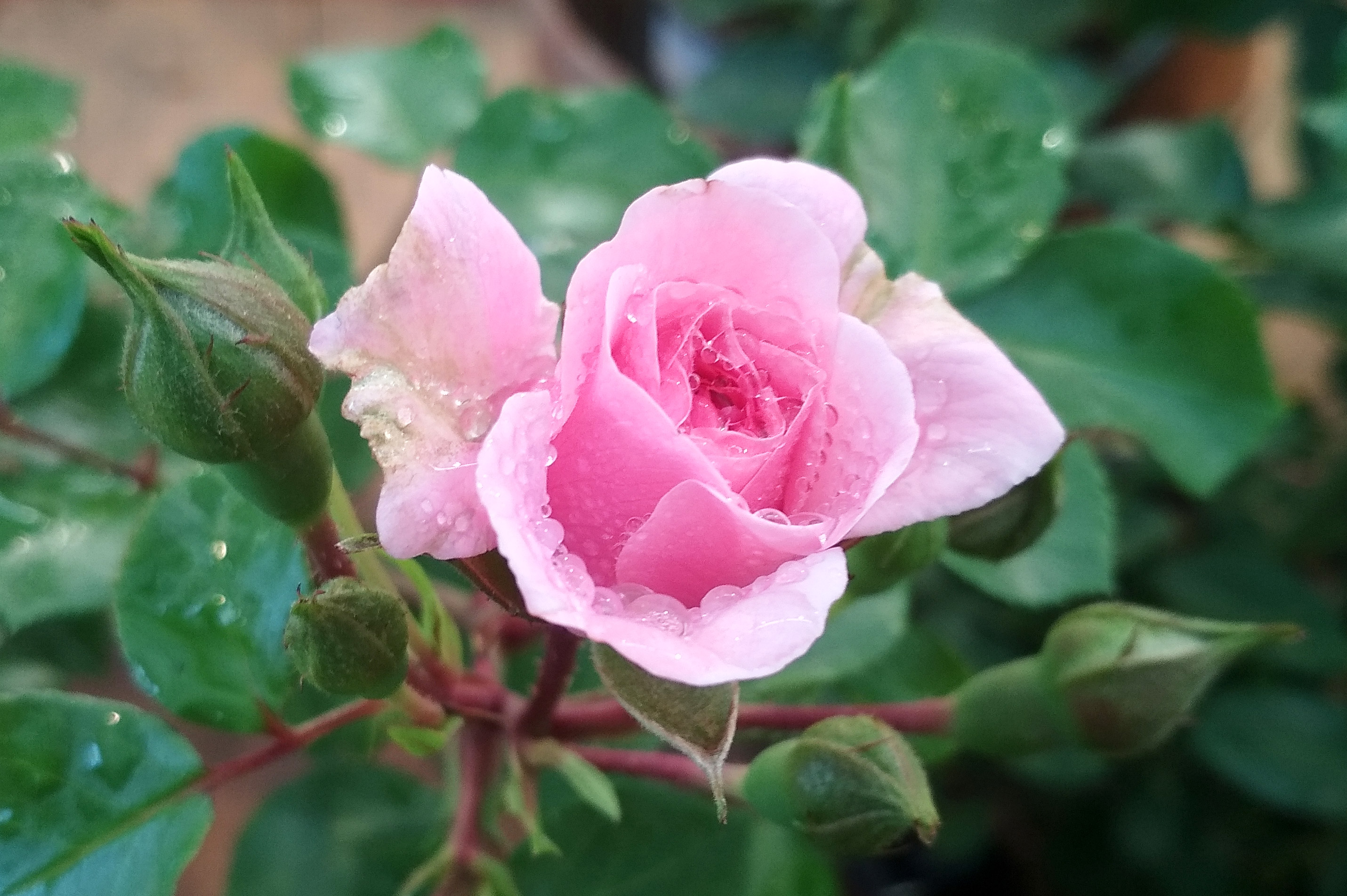 Alien Roses ~ Fragrance Reviews