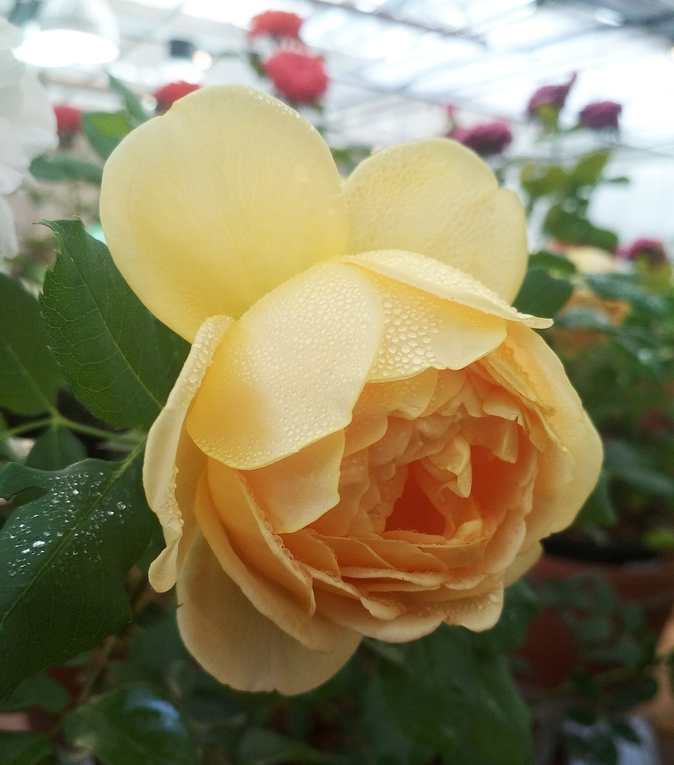 Alien Roses ~ Fragrance Reviews