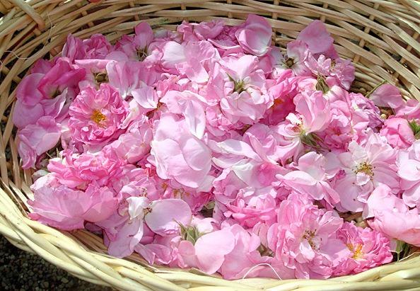 Grasse: The Way of the Rose ~ Raw Materials