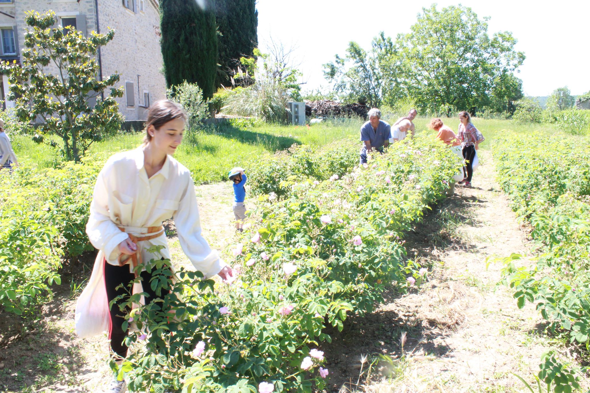 Grasse: The Way of the Rose ~ Raw Materials