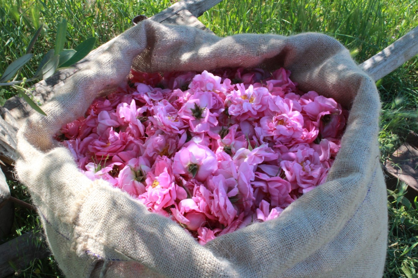 Grasse: The Way of the Rose ~ Raw Materials