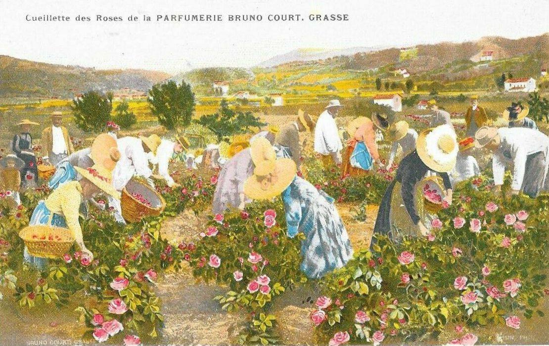 Grasse: The Way of the Rose ~ Raw Materials