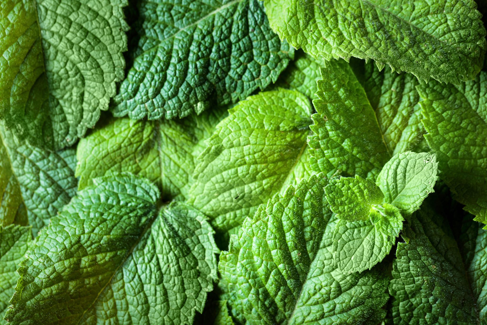 Notas verdes en la perfumería ~ Materias primas