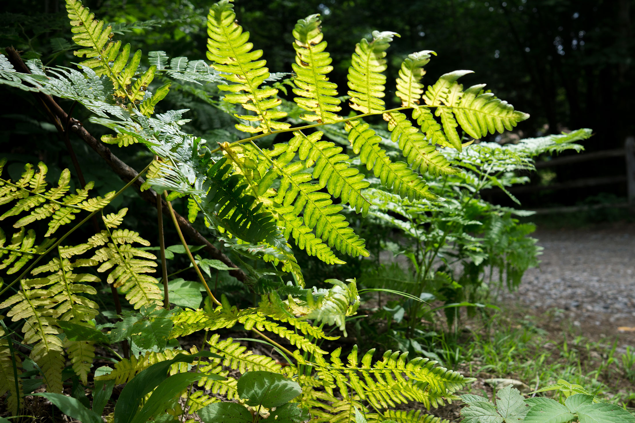 Fragrant Field Notes from the White Mountains of New Hampshire ~ Columns