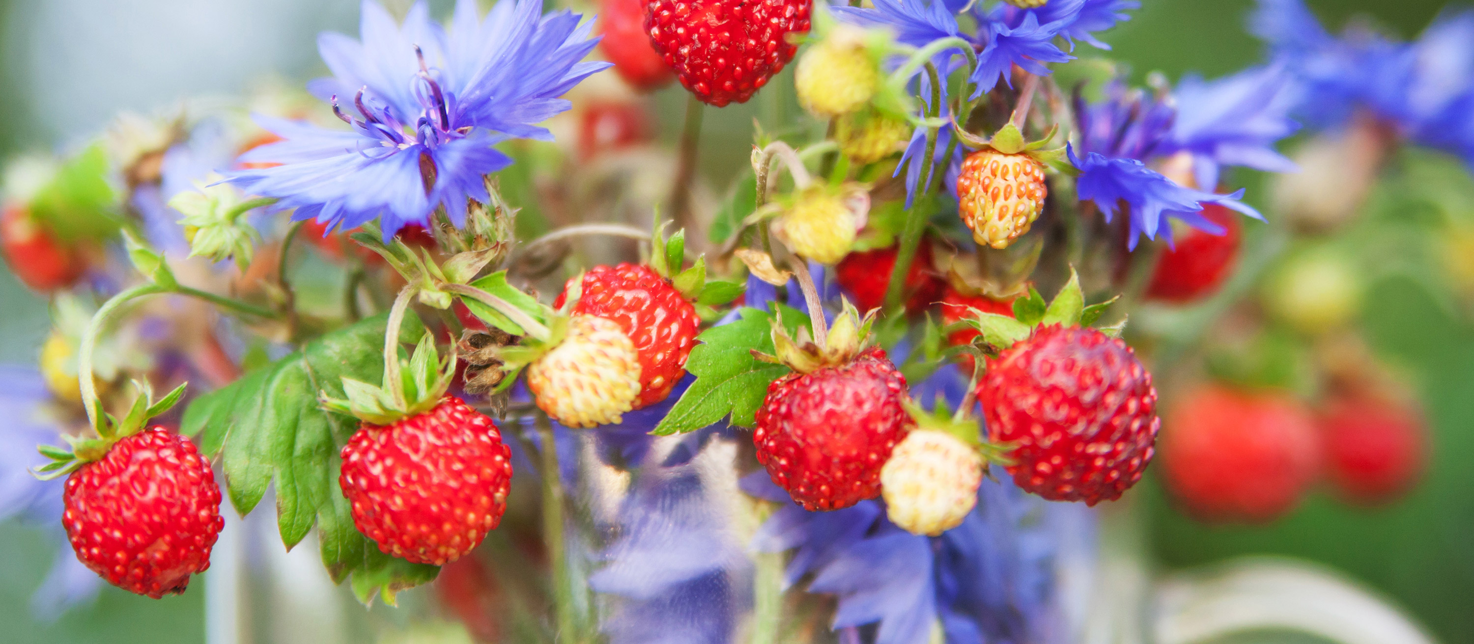 Jasmin Rouge Tom Ford: My Strawberry Meadow ~ Fragrance Reviews