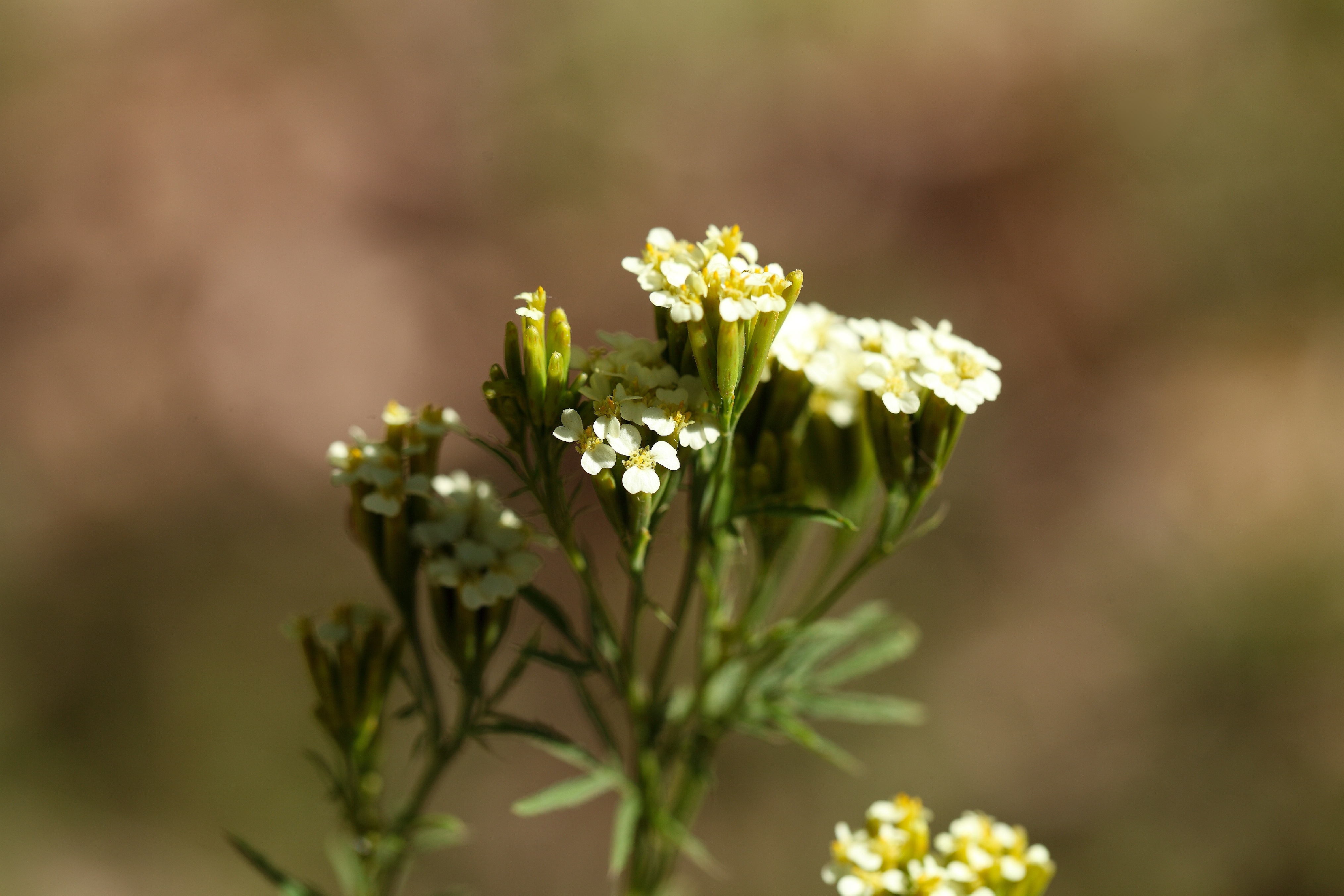 A Sea of Orange and Gold – Tagetes and Marigolds ~ Raw Materials