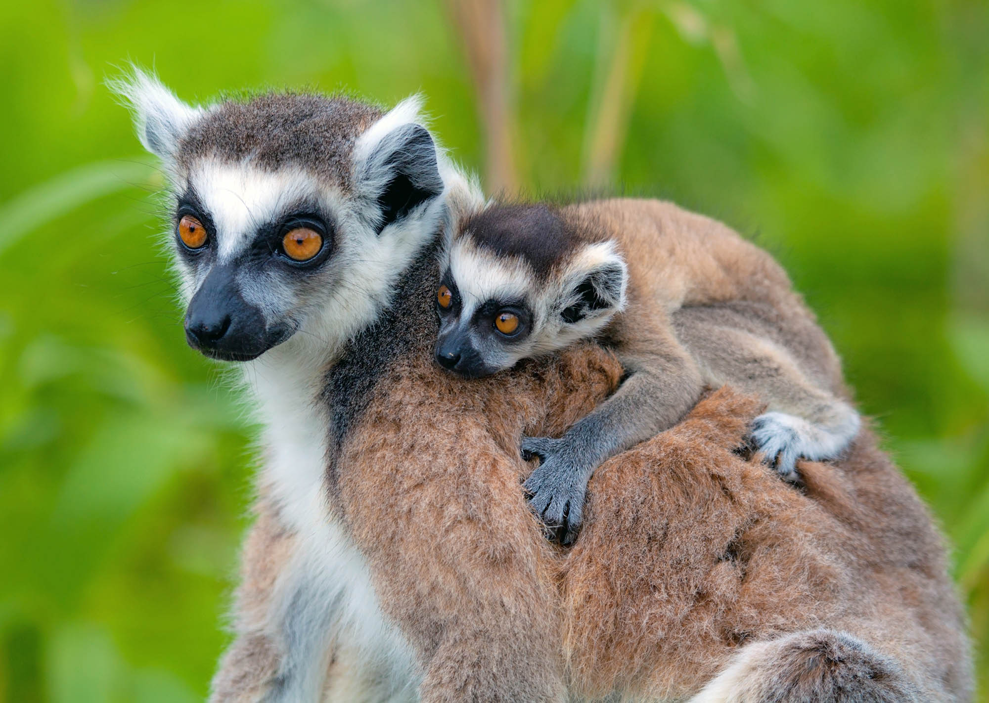 Luminous Lemurs: A New Eco-Perfume to Help Save Habitats ~ Fragrance News
