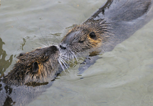 Castoreum ~ Raw Materials