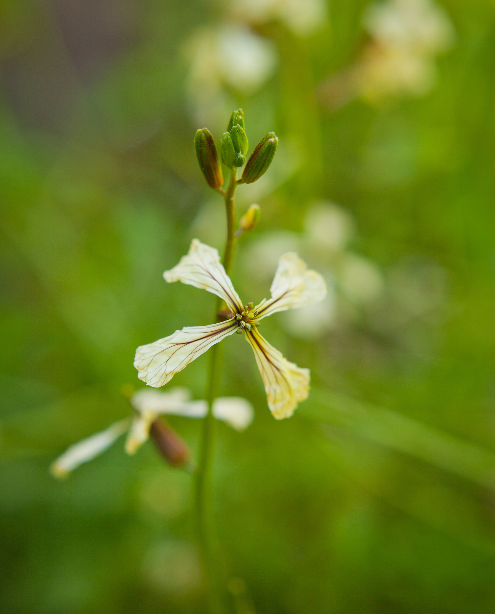 Scottish landscapes in Kingdom Scotland scents ~ Niche Perfumery