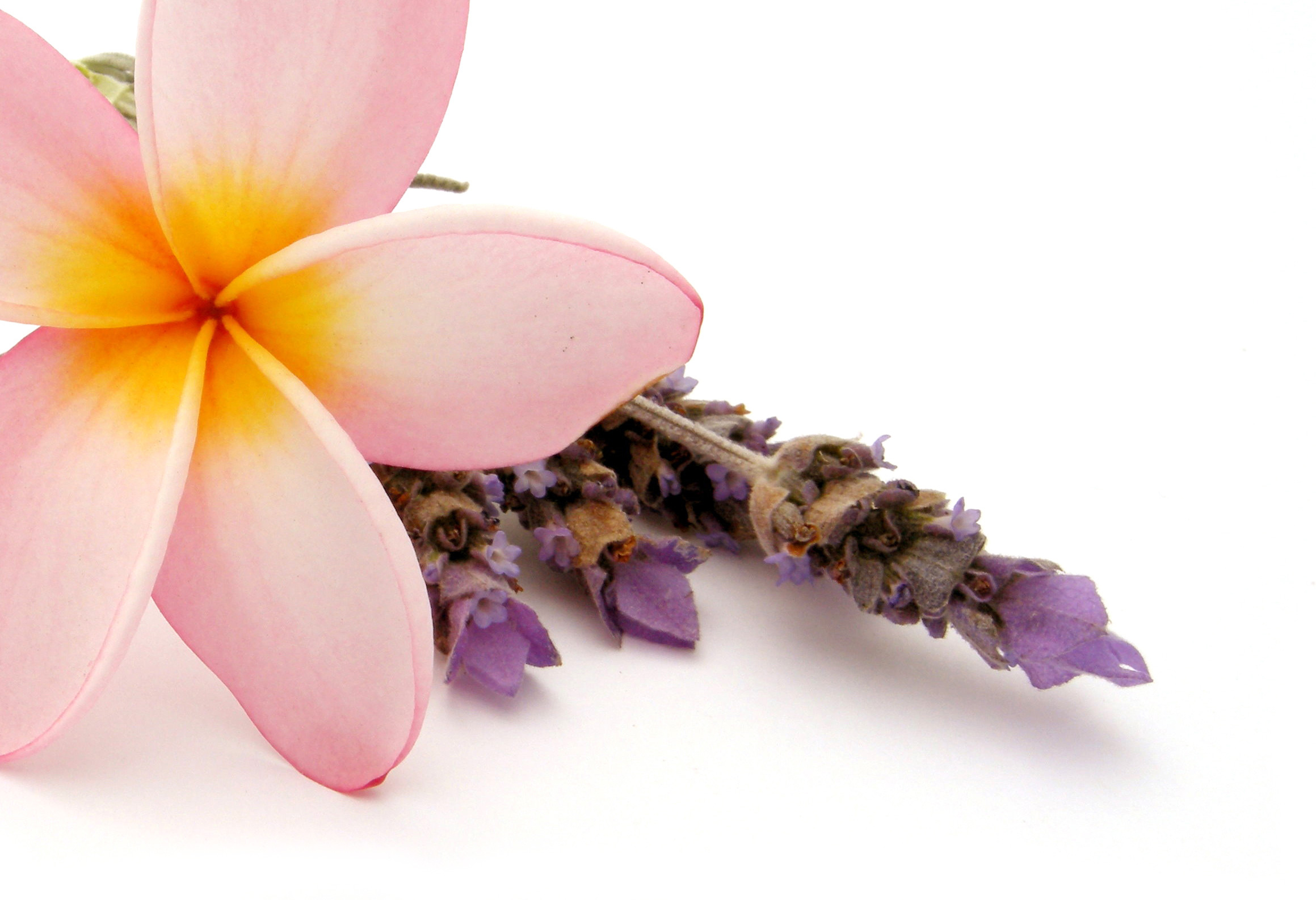 Libre and Libre Intense: which one is better? ~ Original vs Flanker