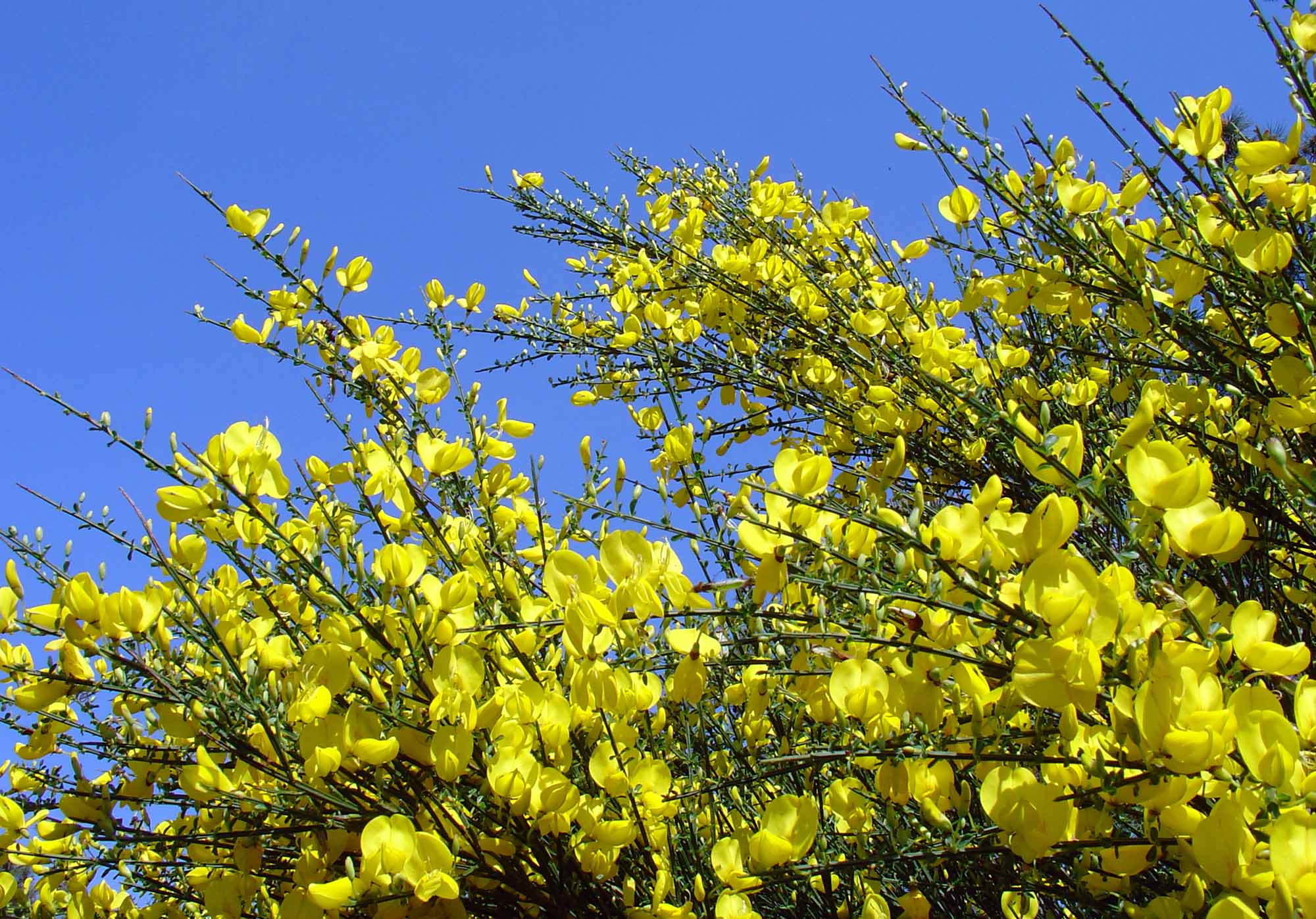 Of Violets and Pomanders at Aftelier Perfumes ~ Fragrance Reviews