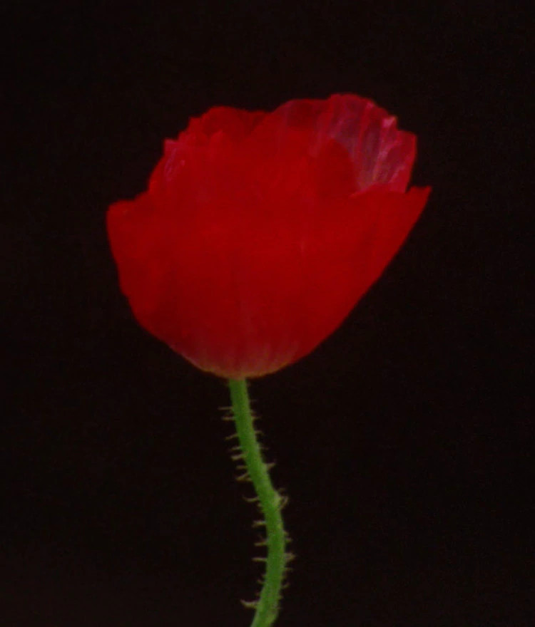 Jo Malone London Scarlet Poppy Cologne Intense ~ New Fragrances