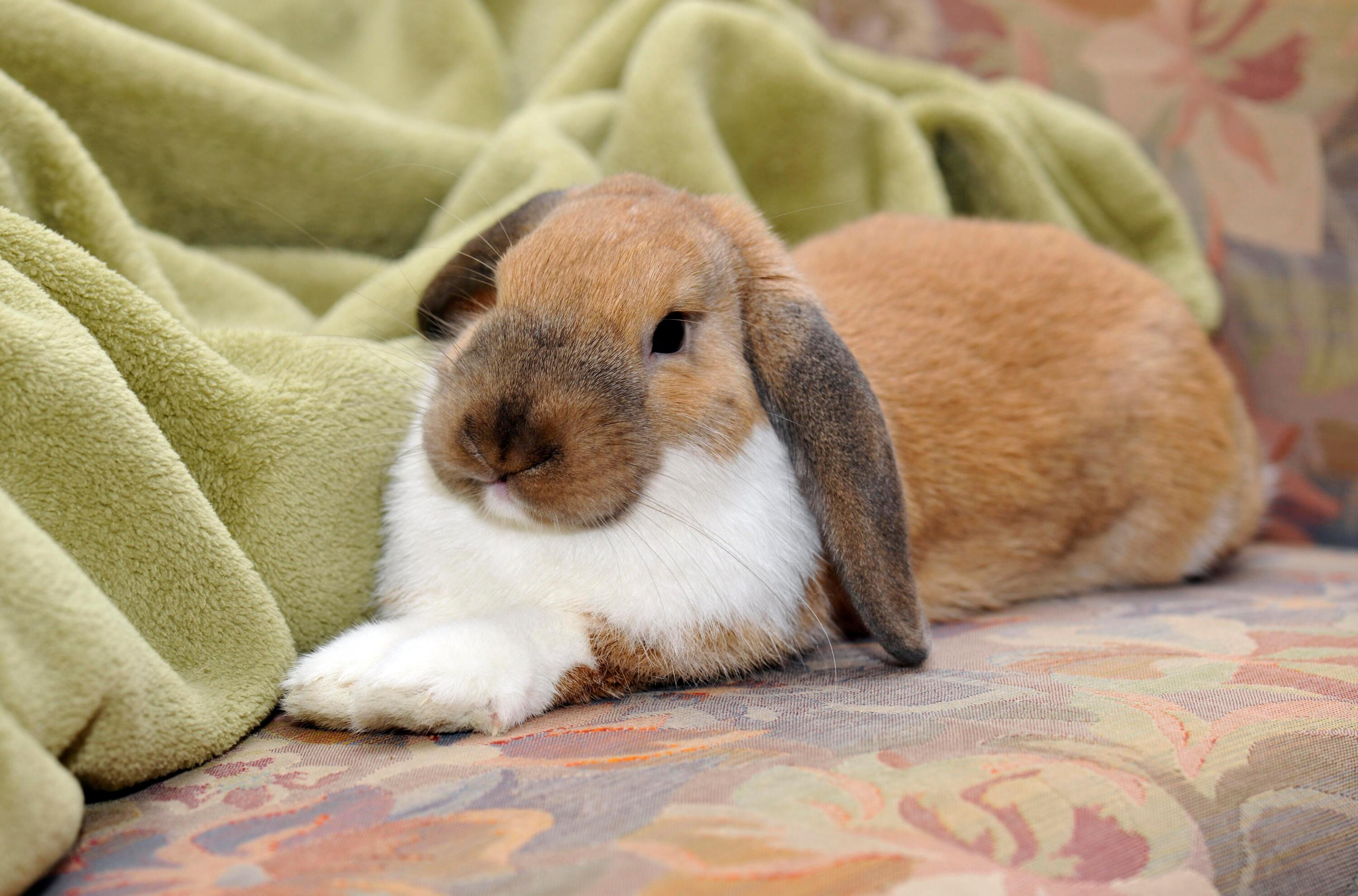 Zoologist Rabbit: A Bunny For All Seasons ~ Fragrance Reviews