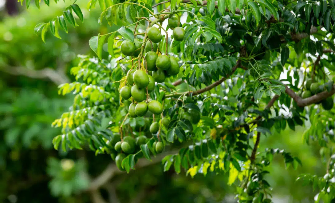 Aromas do Brasil: Taperebá ~ Fragrâncias e Culturas