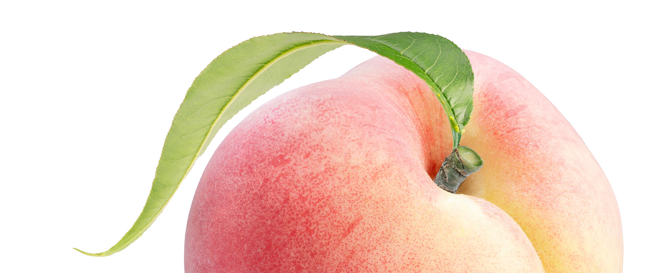 The Quiet, Slow Beauty of J-Scent: Peach, Rain, and Shaft of Light ...