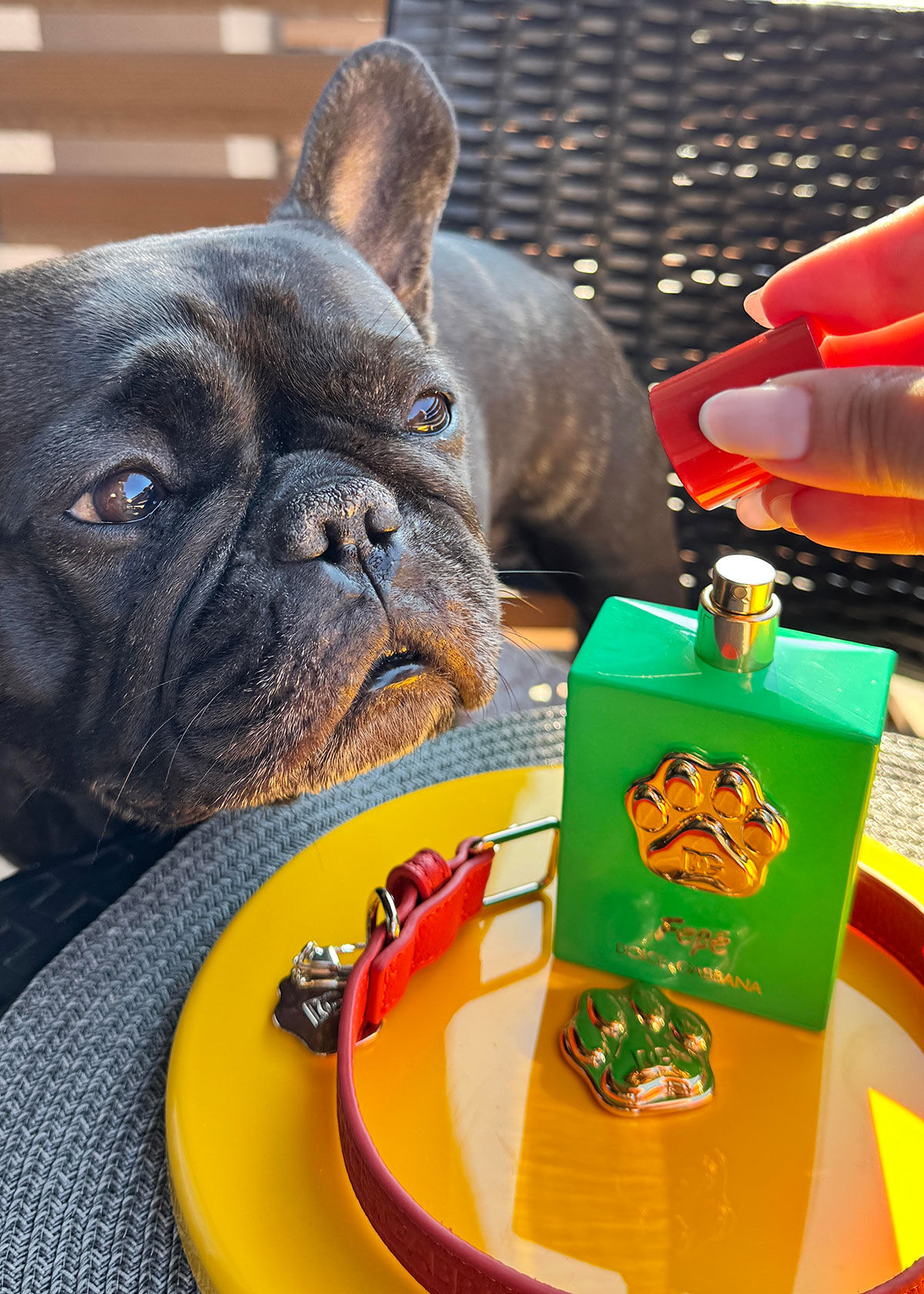 Resenha de Dolce&Gabbana Fefé ~ Avaliação de Fragrâncias