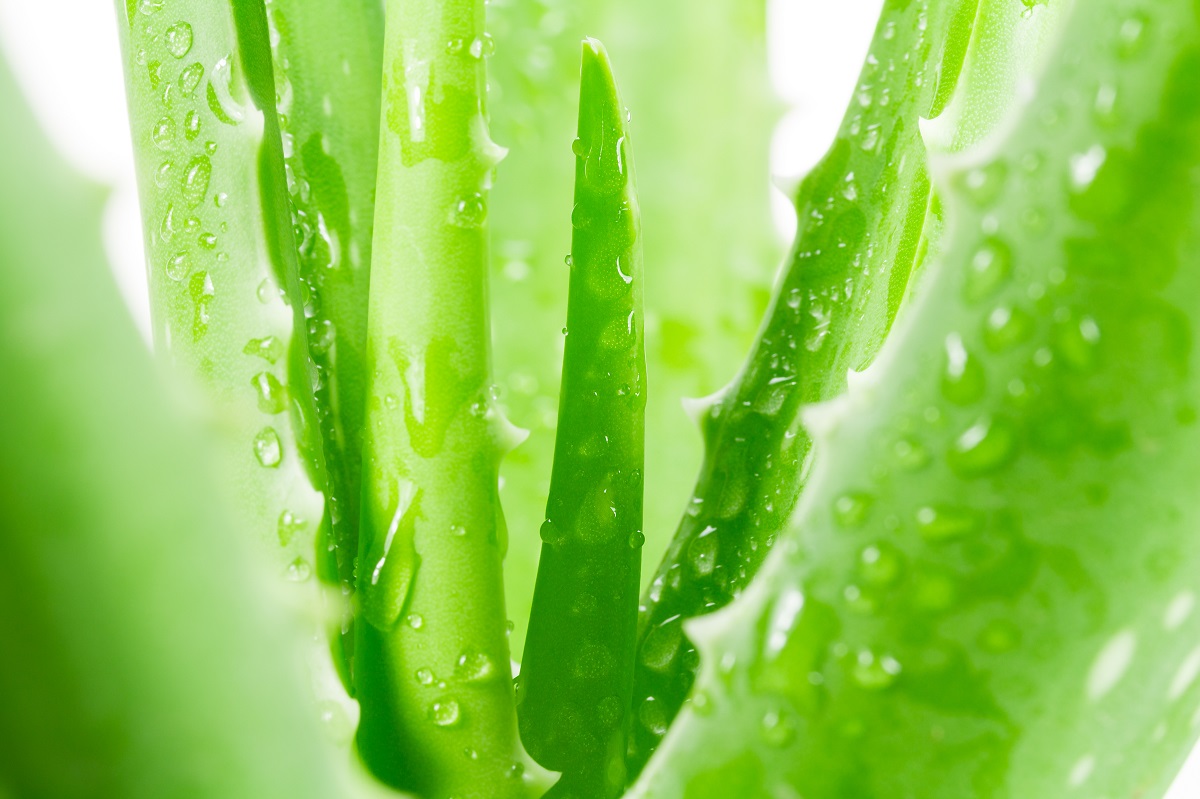 The Case for Aloe Vera in Perfumery ~ Niche Perfumery