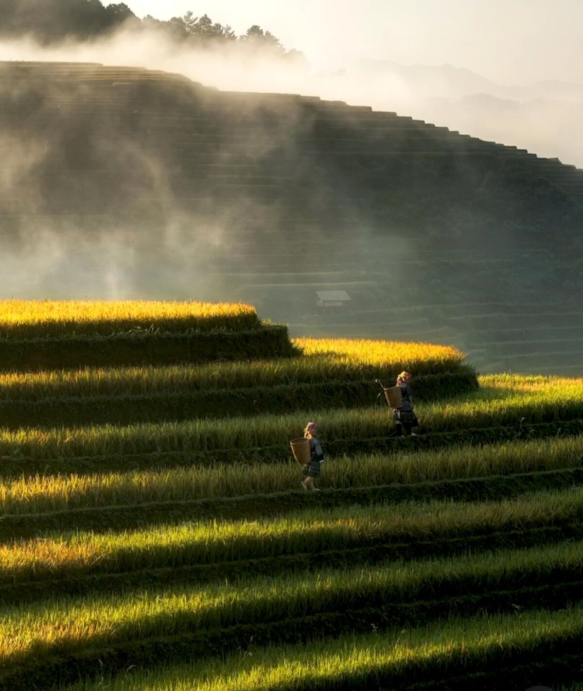 Osmanthus Noir: Marc-Antoine Corticchiato Explores the Dark Side of the Flower for Parfumeurs du ...